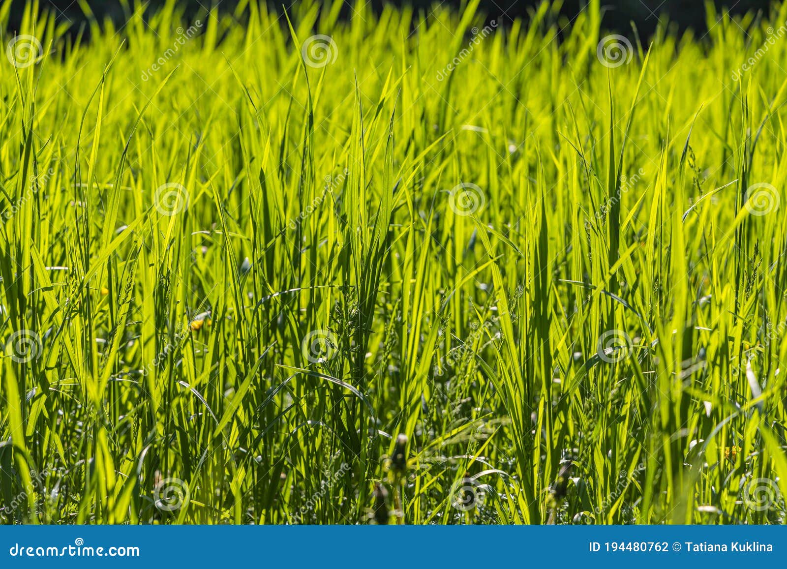 Beautiful Horizontal Texture of Green Creeping Wild Rye Grass is in ...