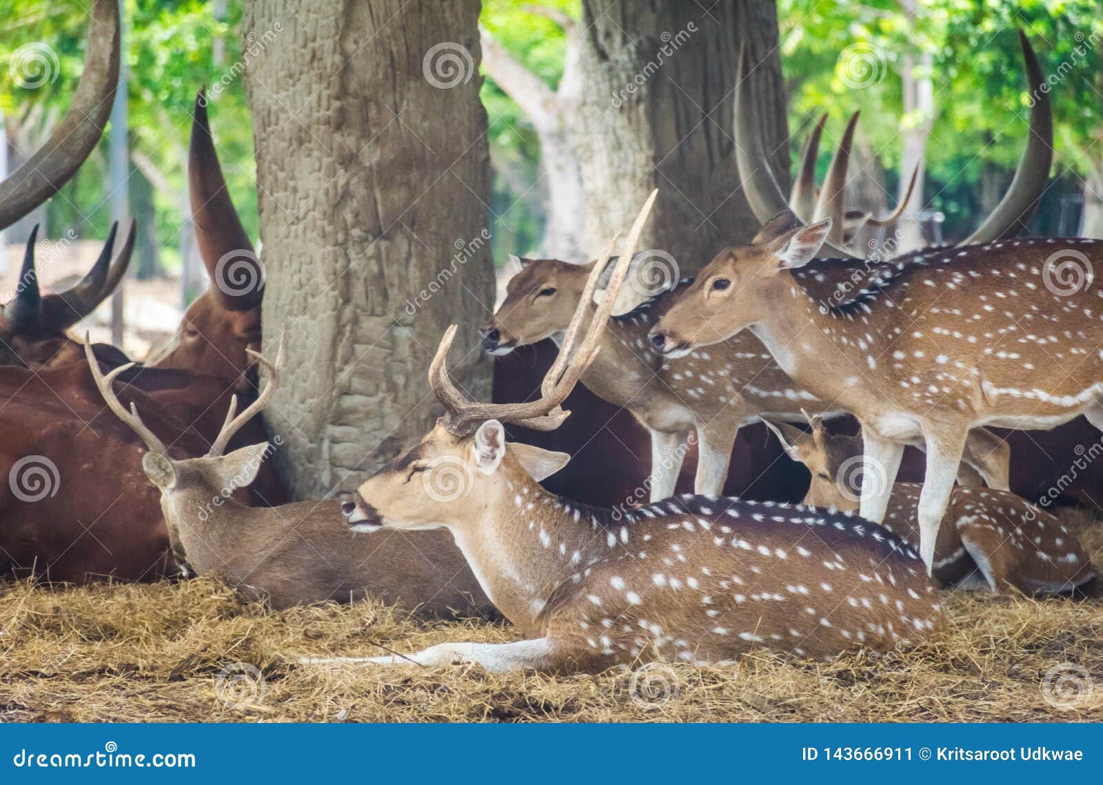 A Beautiful Horn Deers Stay Under the Tree. Stock Image - Image of male ...