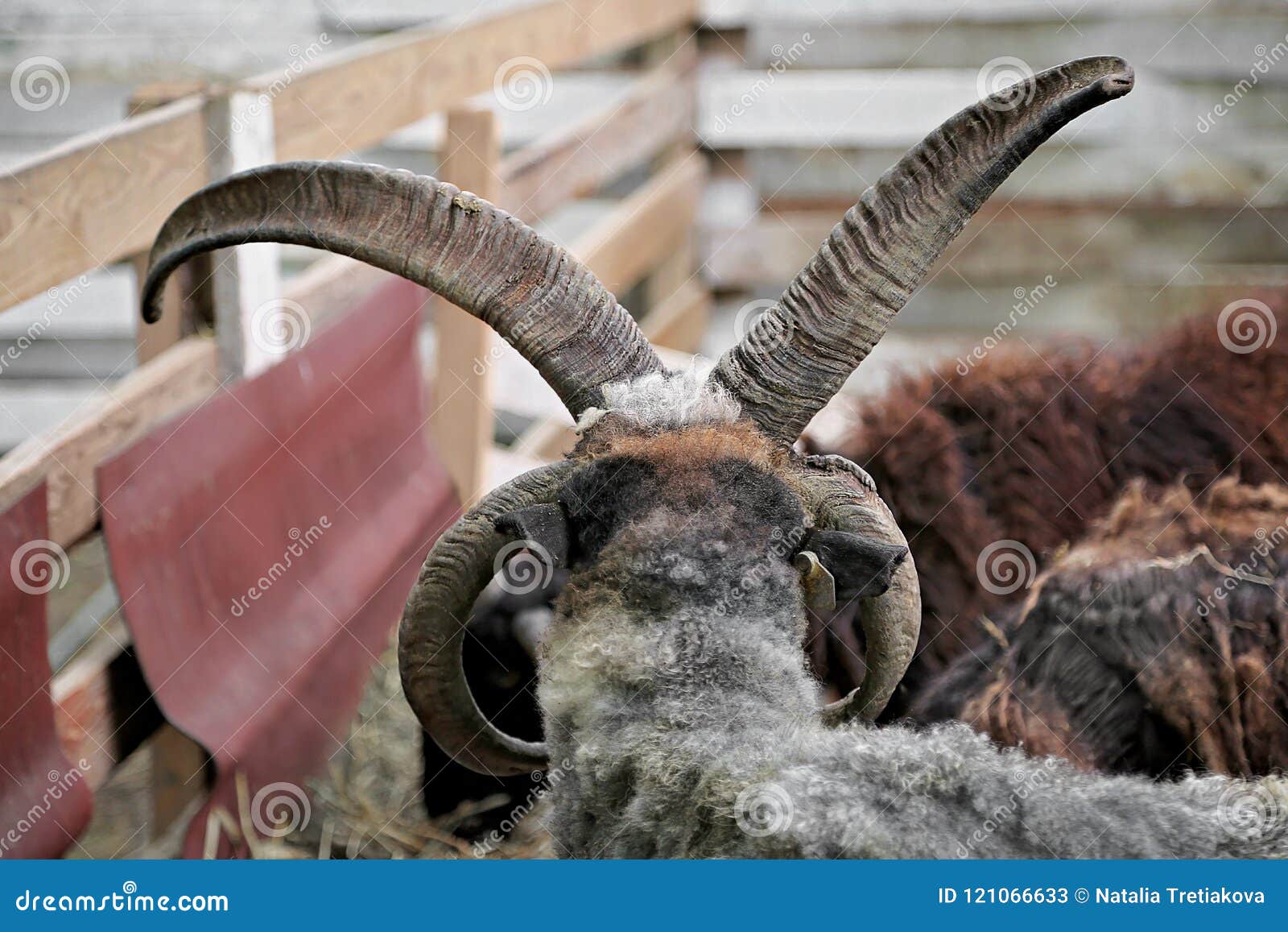 Beautiful Horns of Mountain Goats Stock Image - Image of horned ...