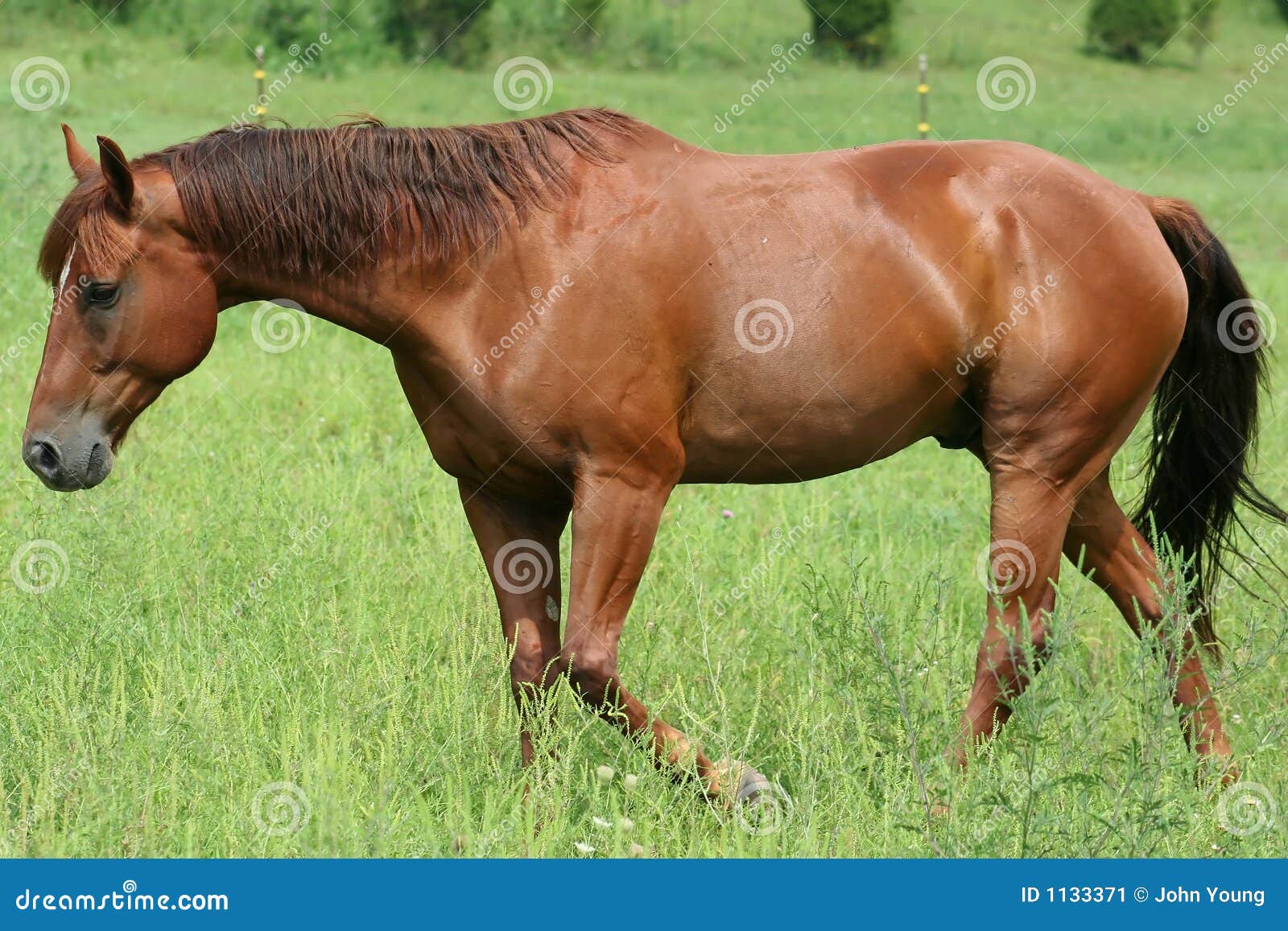 Beautiful Horse stock image. Image of stallion, ponytail - 1133371