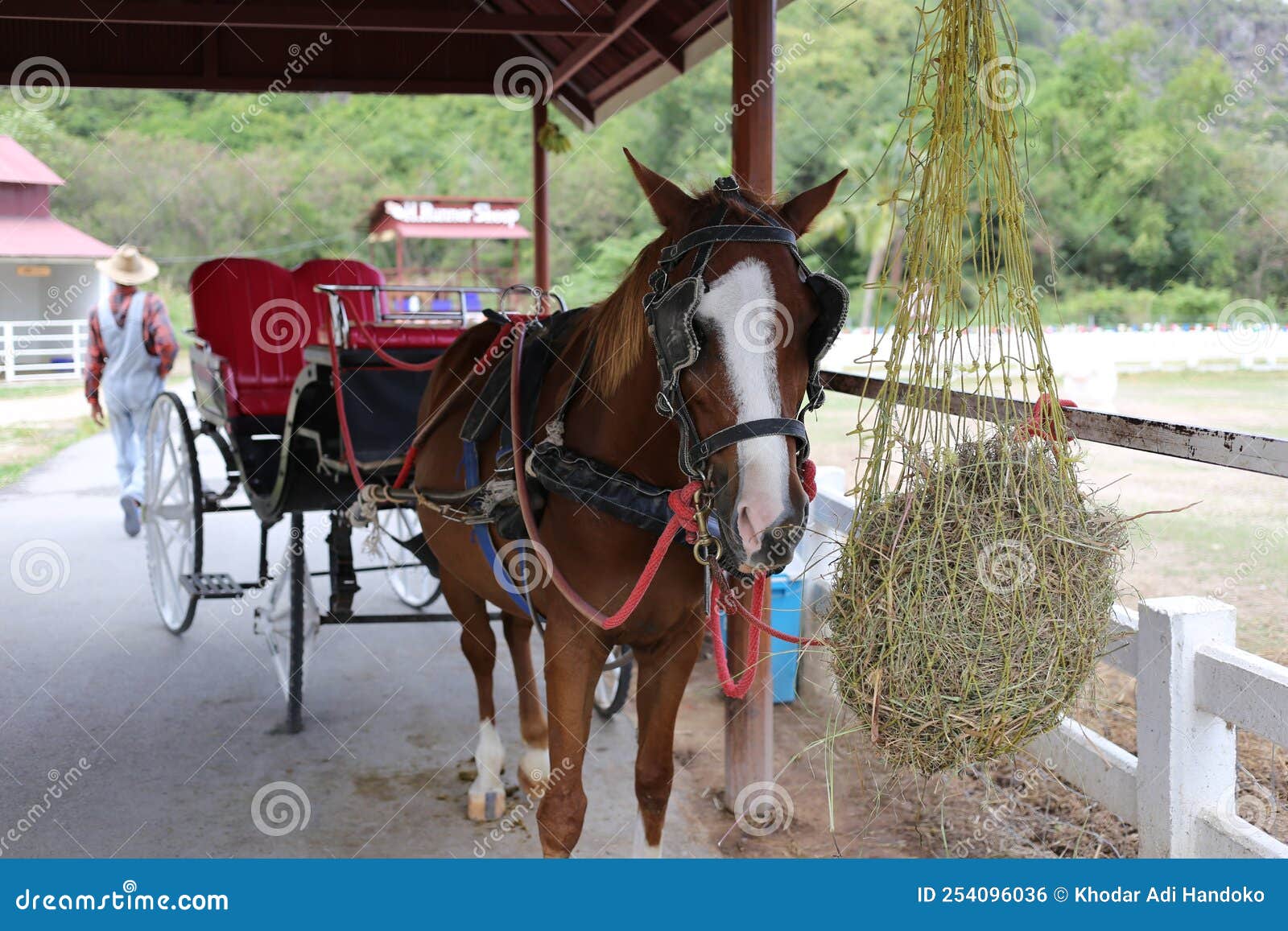 Beautiful Horse Carriage at Farm Stock Photo - Image of carriage, mare ...