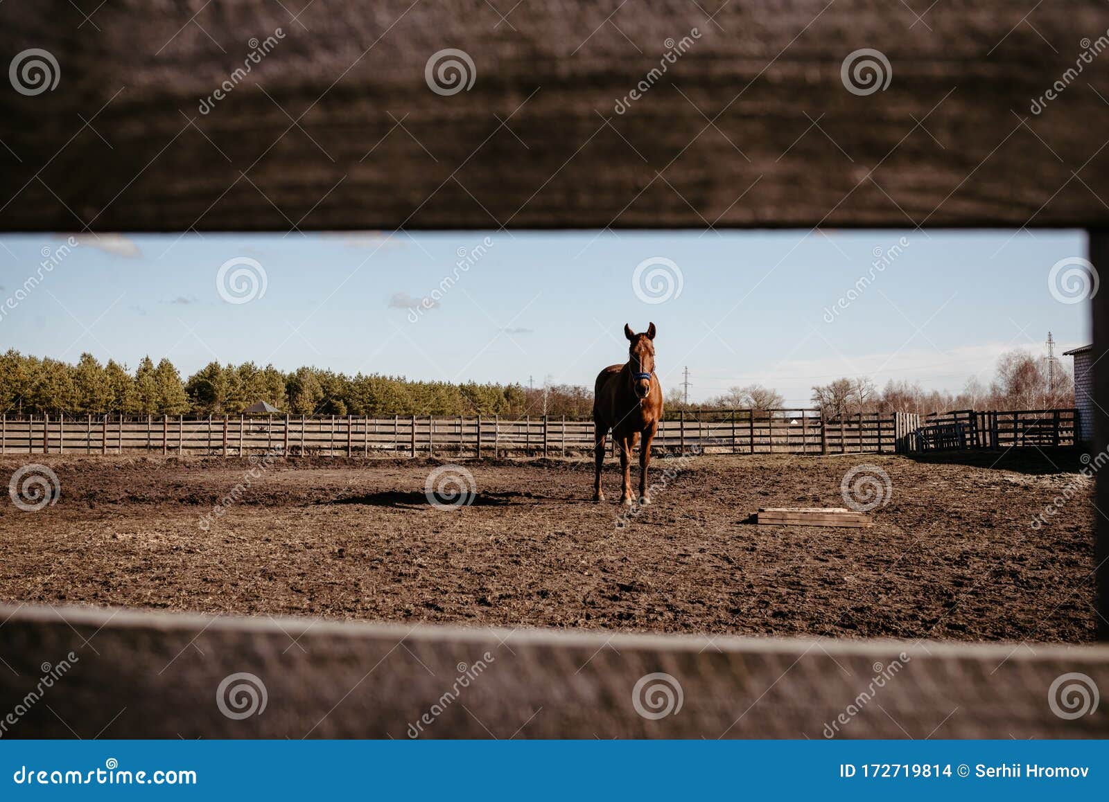 Beautiful Horse on a Farm in Spring Stock Photo - Image of green, farm ...