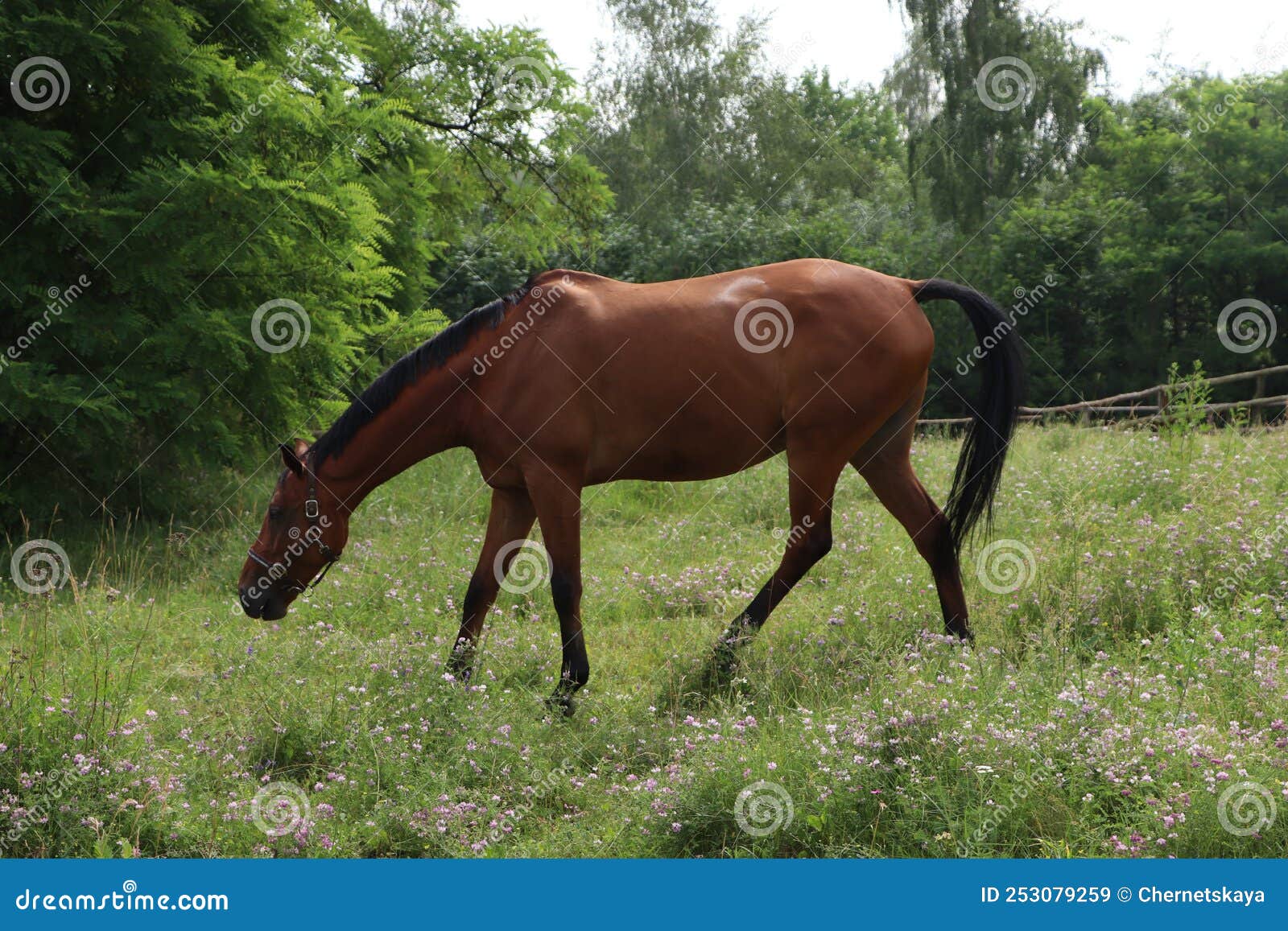 Beautiful Horse Grazing on Green Grass in Paddock Outdoors Stock Image ...