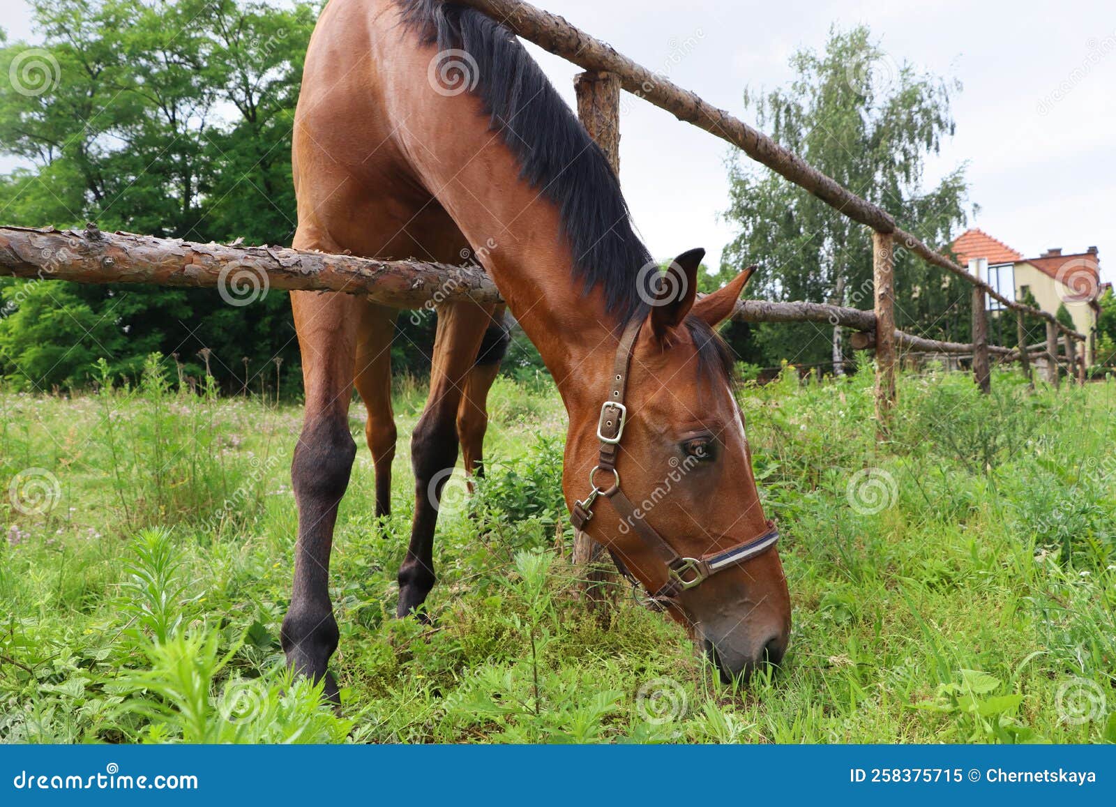 Beautiful Horse Grazing on Green Grass in Paddock Outdoors Stock Image ...