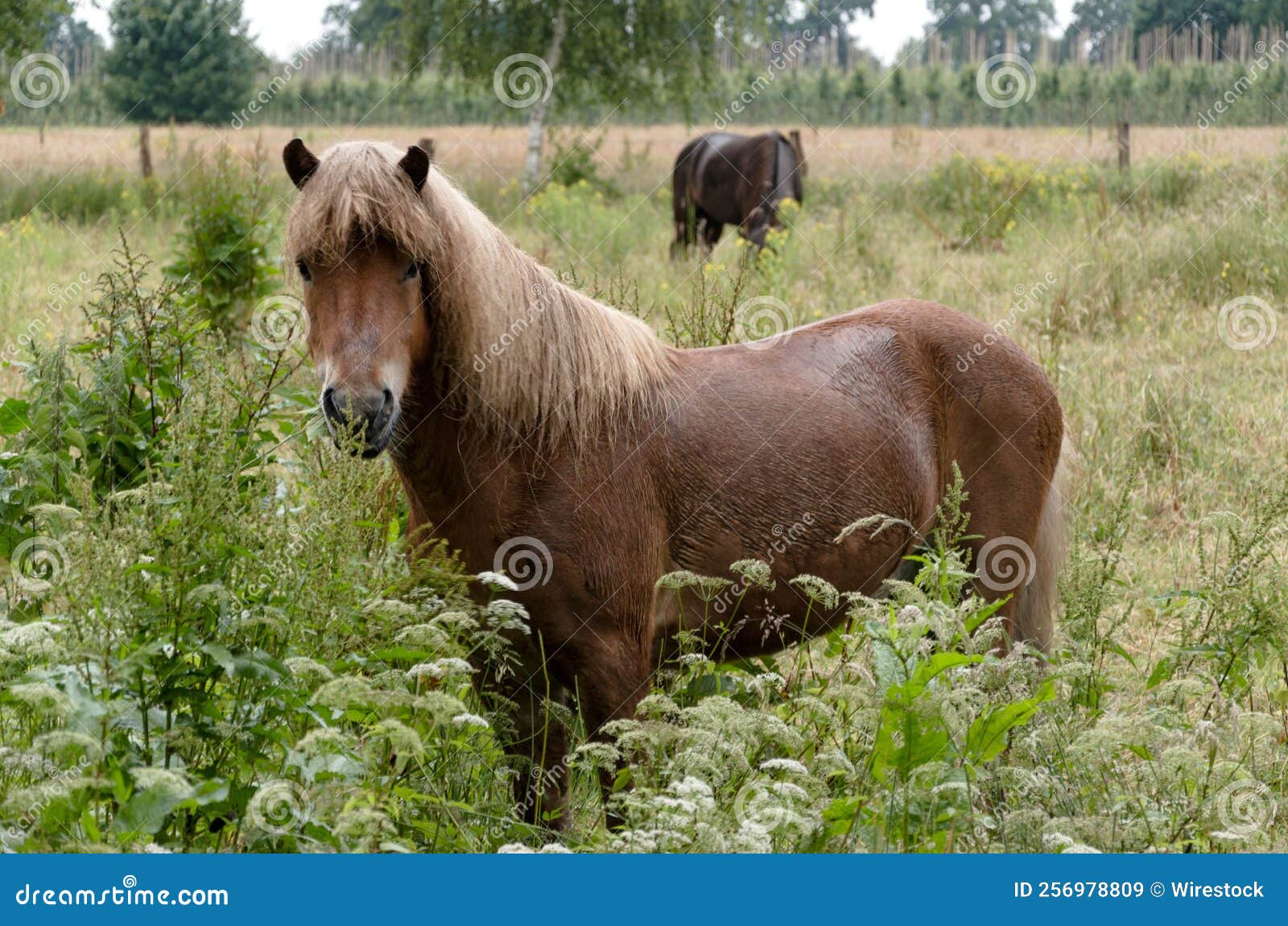 Beautiful Horse on the Greenery in the Ranch Stock Image - Image of ...
