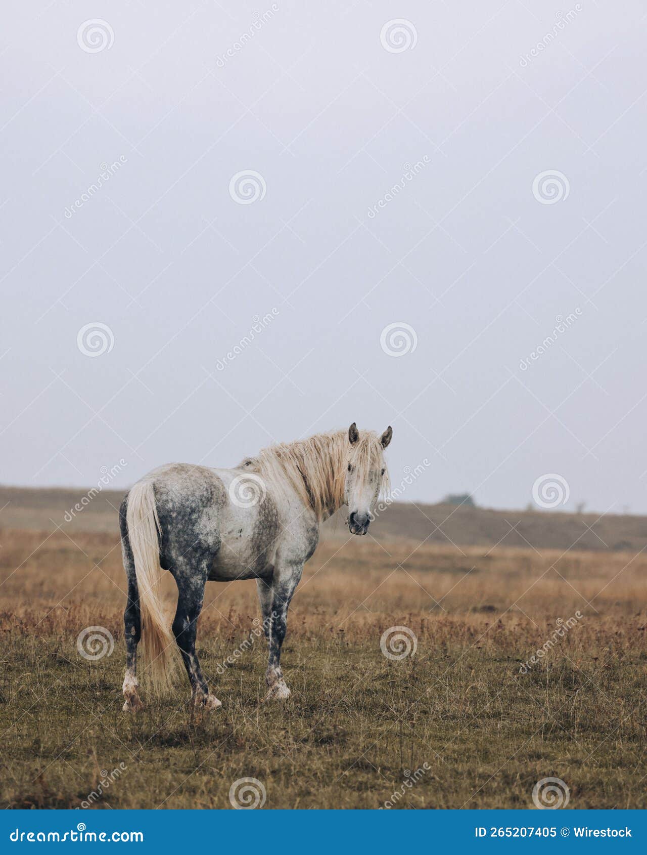 Beautiful horse in a hill stock image. Image of stallion - 265207405