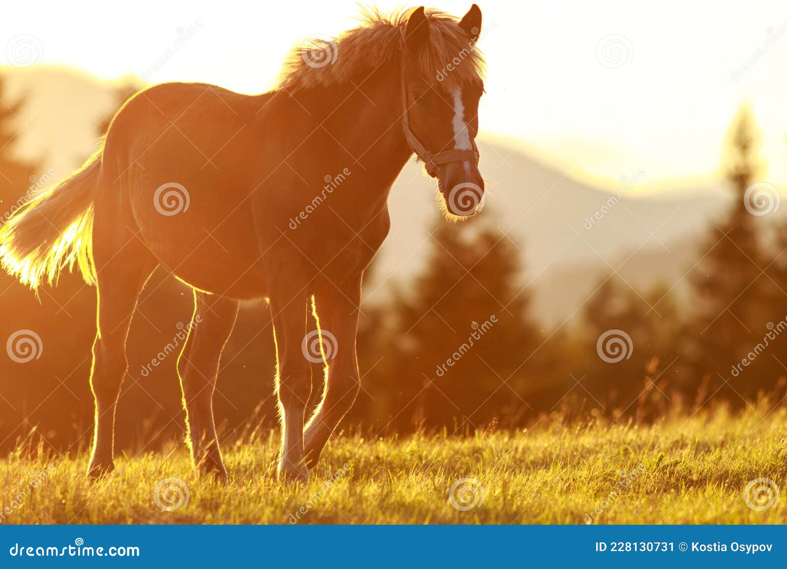 Beautiful Horse Mare on Summer Field with Grass on the Background of ...