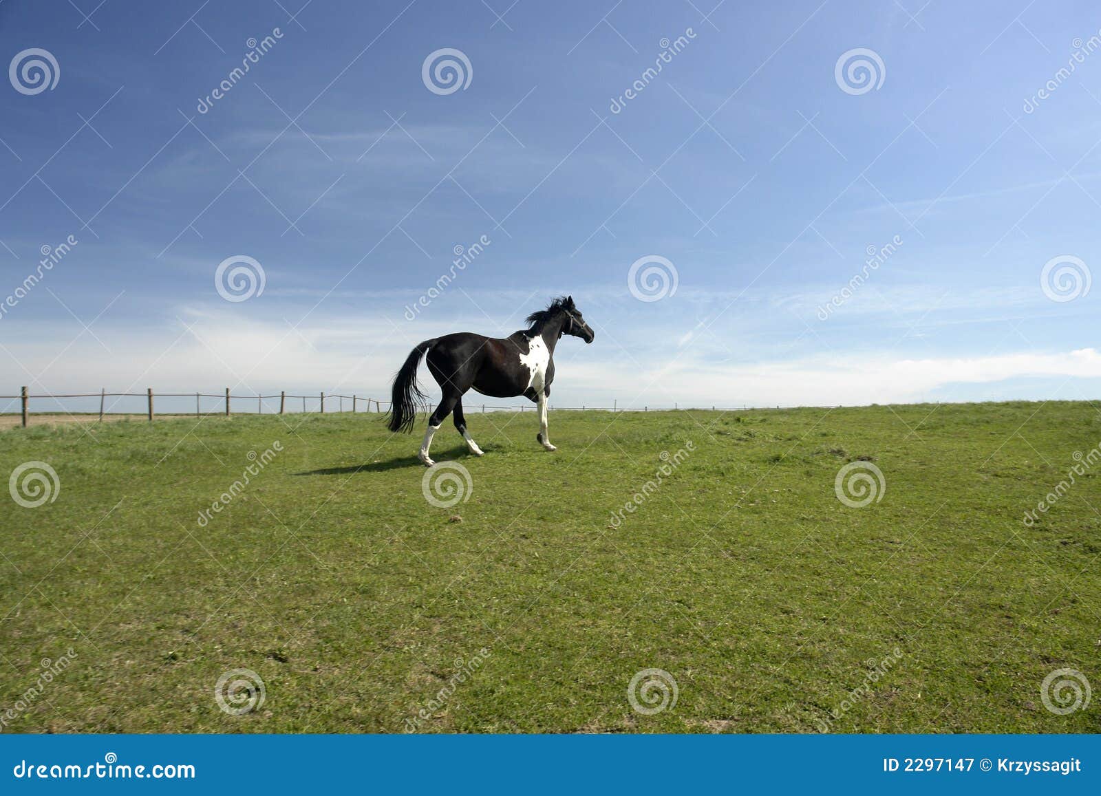 Beautiful Horse in Open Field Stock Image - Image of flat, freshness ...