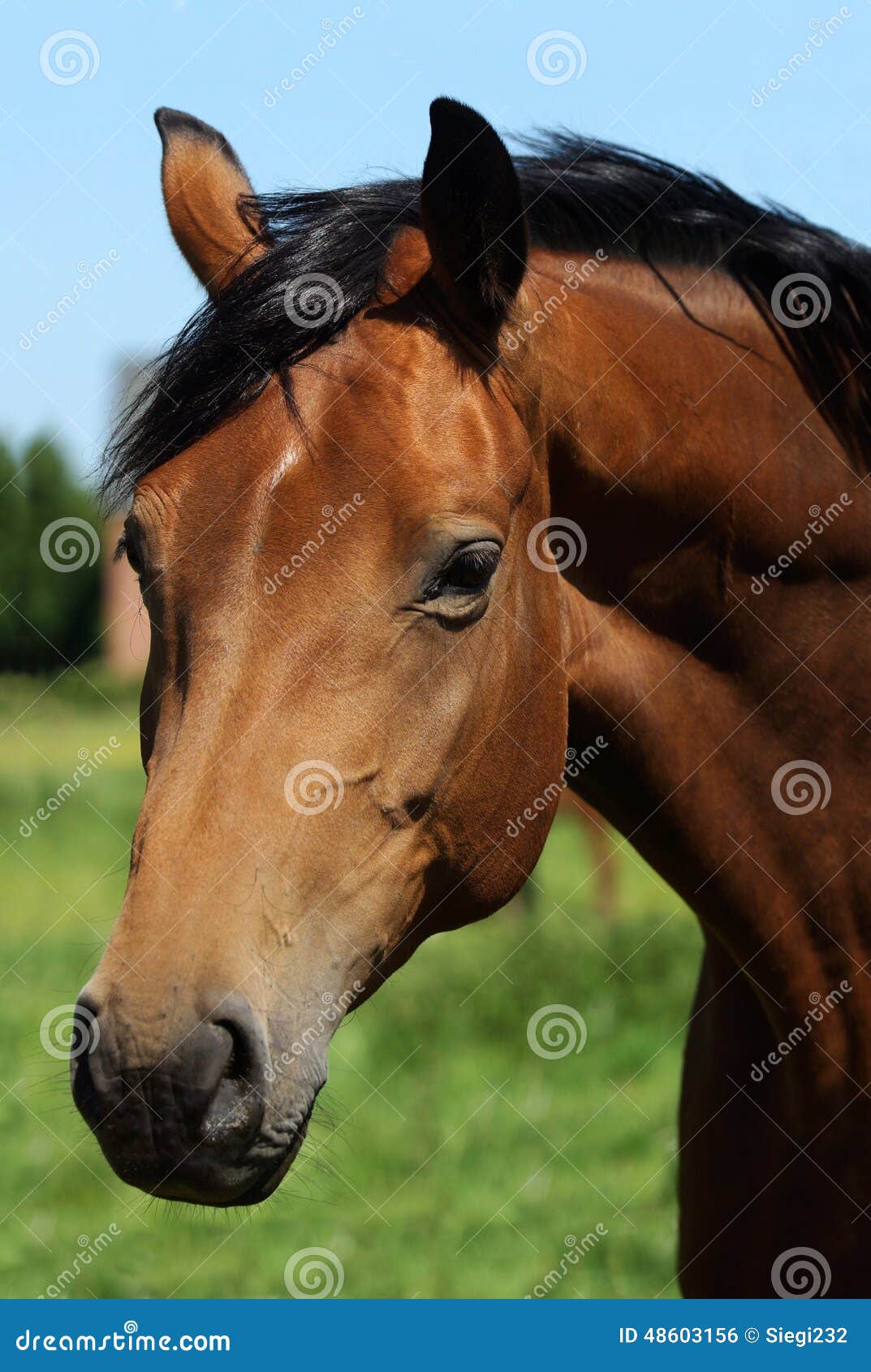 Beautiful Horse stock photo. Image of paddock, binoculars - 48603156