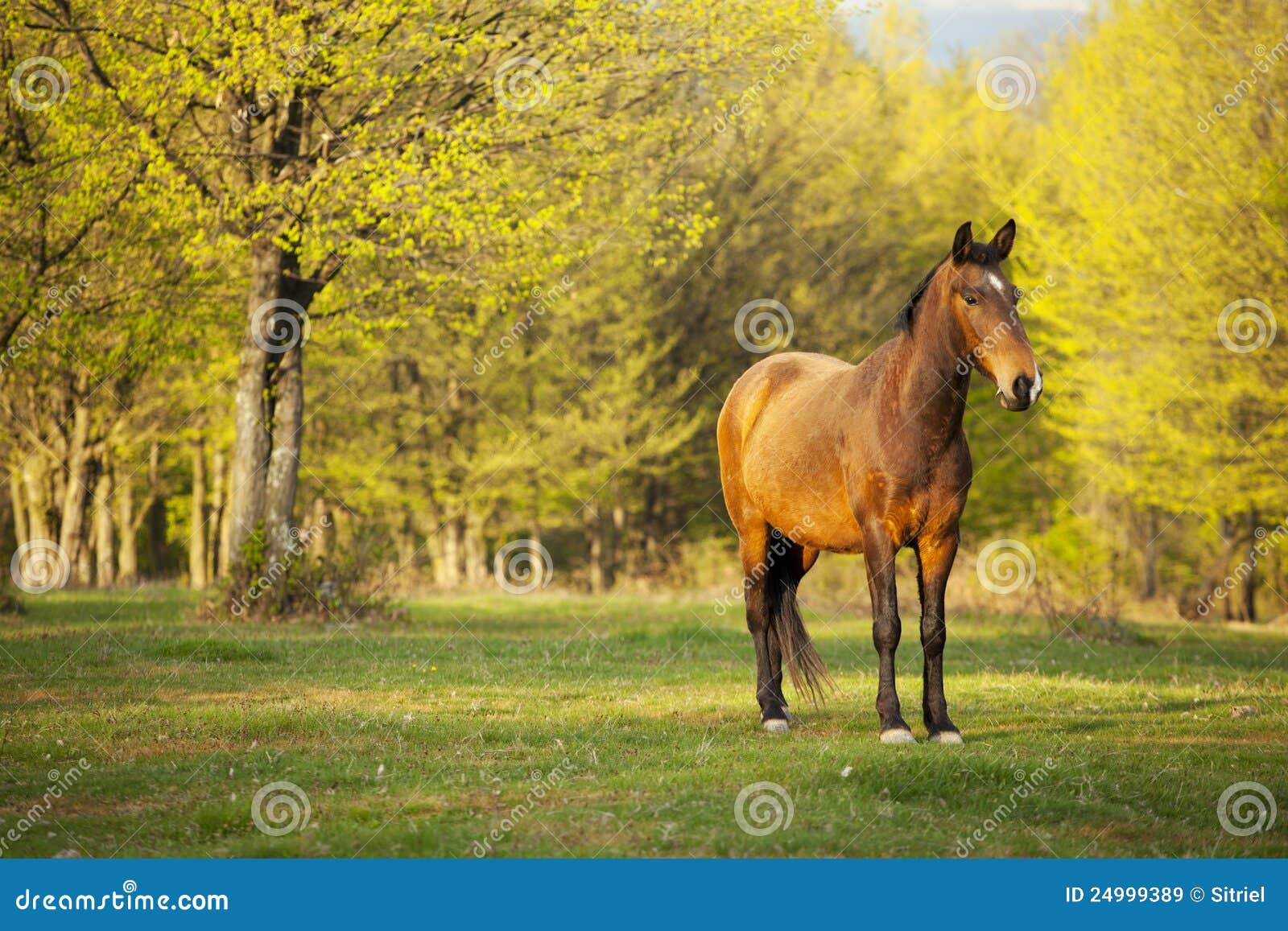 Beautiful horse in a park stock image. Image of horse - 24999389