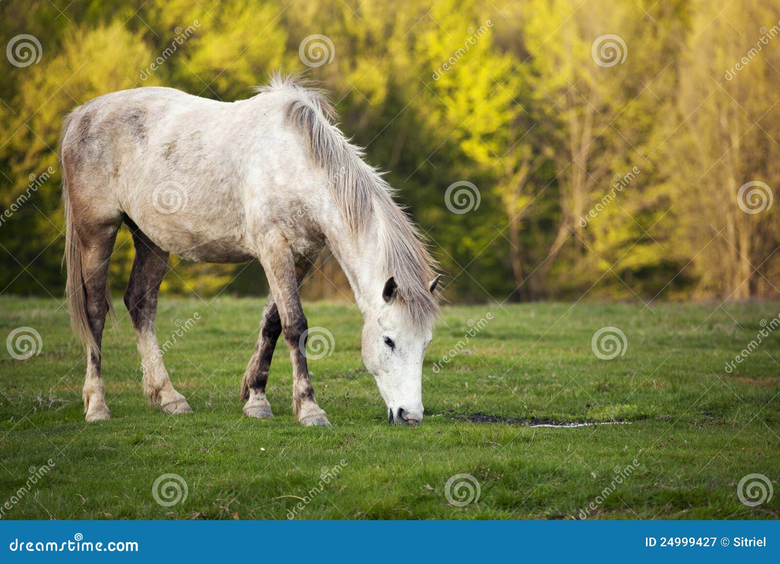 Beautiful horse in a park stock image. Image of woods - 24999427