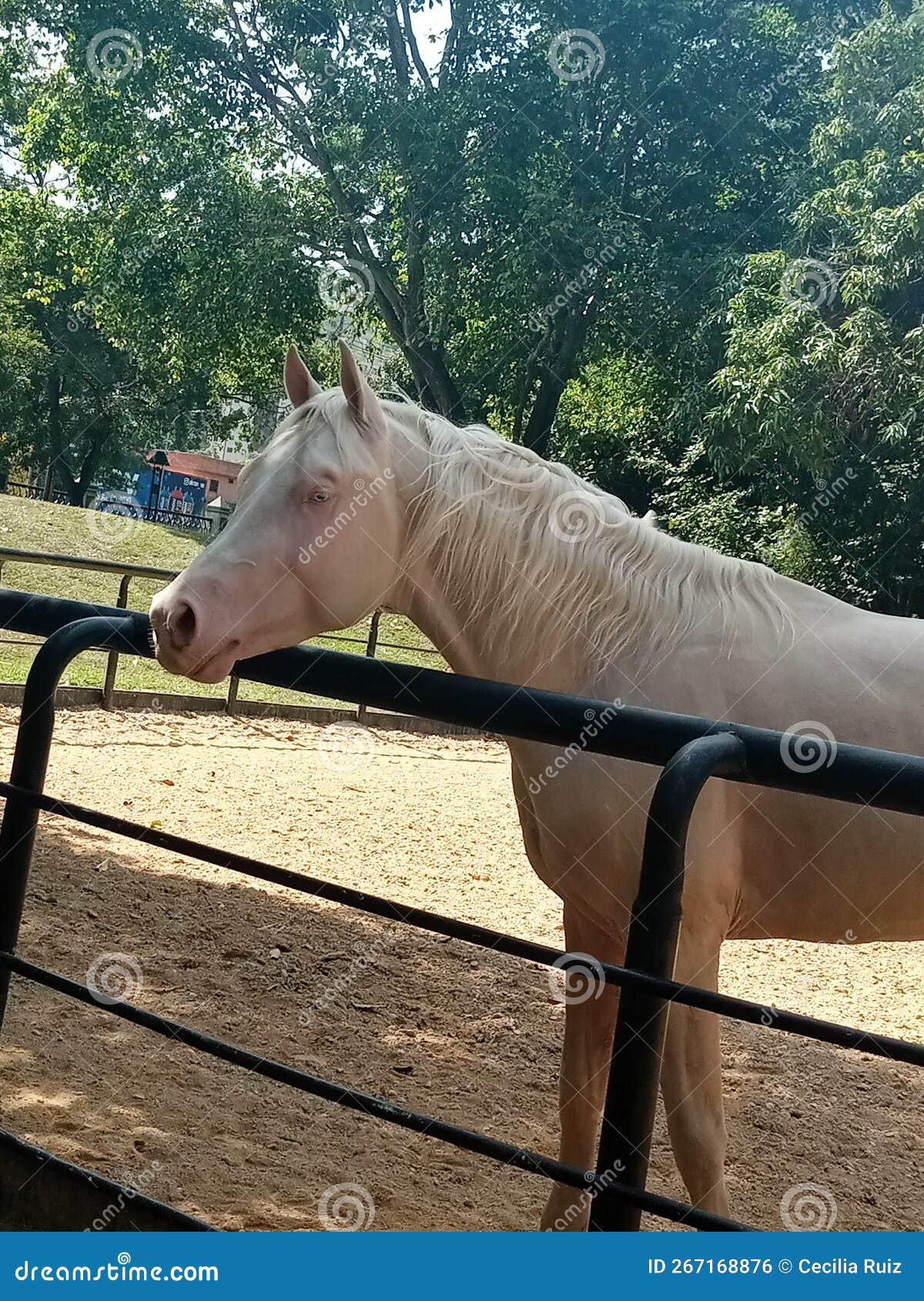Beautiful Horse in the Park Stock Photo - Image of beautiful, park ...