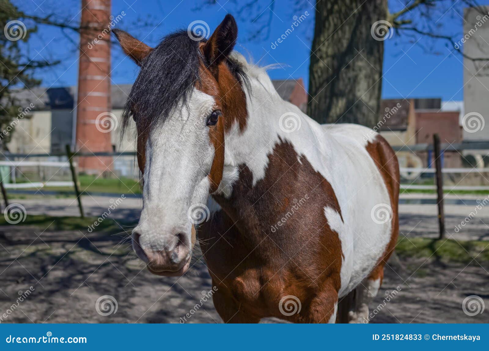 Beautiful Horse at Ranch on Sunny Day Stock Image - Image of equine ...