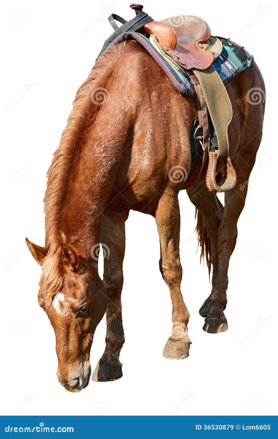Beautiful Horse with a Saddle Stock Image - Image of animal, mammal ...