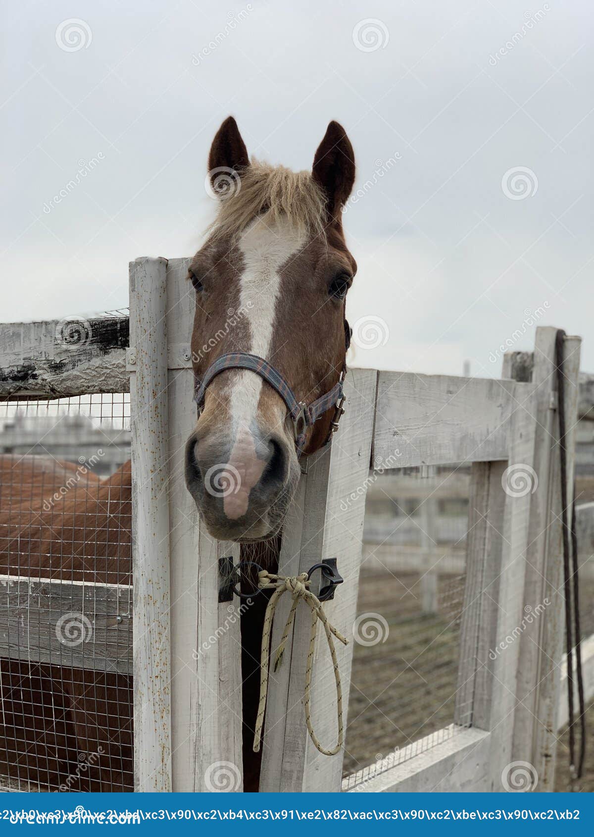 Horse in the stable stock photo. Image of rural, stallion - 145864250