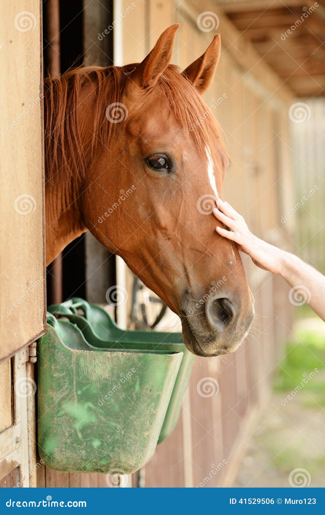 Beautiful Horse in a Stable Stock Photo - Image of horses, farm: 41529506