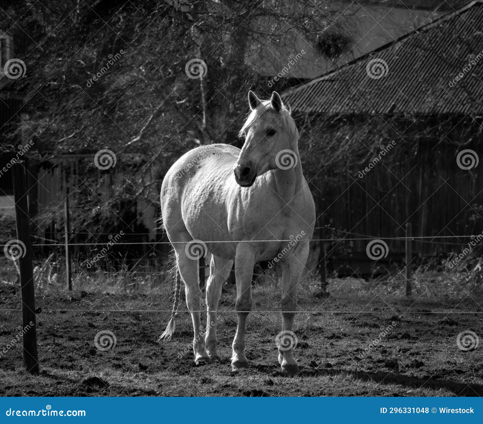 Beautiful Horse Stands in a Paddock Stock Photo - Image of scenic ...