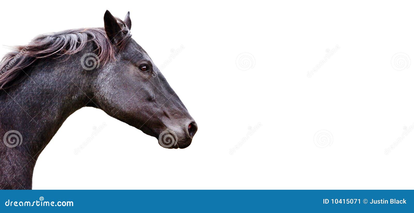 Beautiful Horse on White Background Stock Image - Image of gallop ...