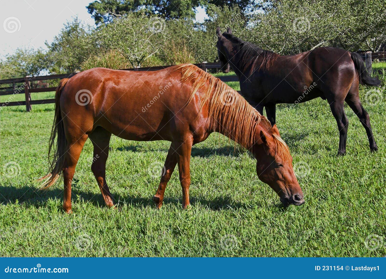 Beautiful horses grazing stock photo. Image of saddle, animal - 231154