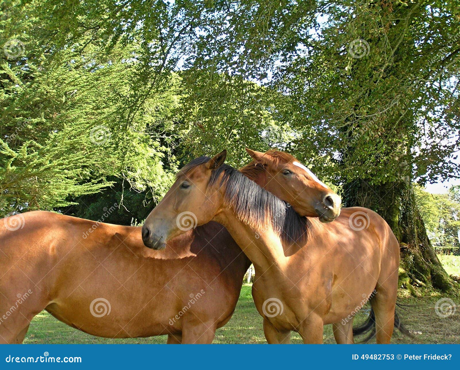 Beautiful horses in love stock image. Image of companion - 49482753