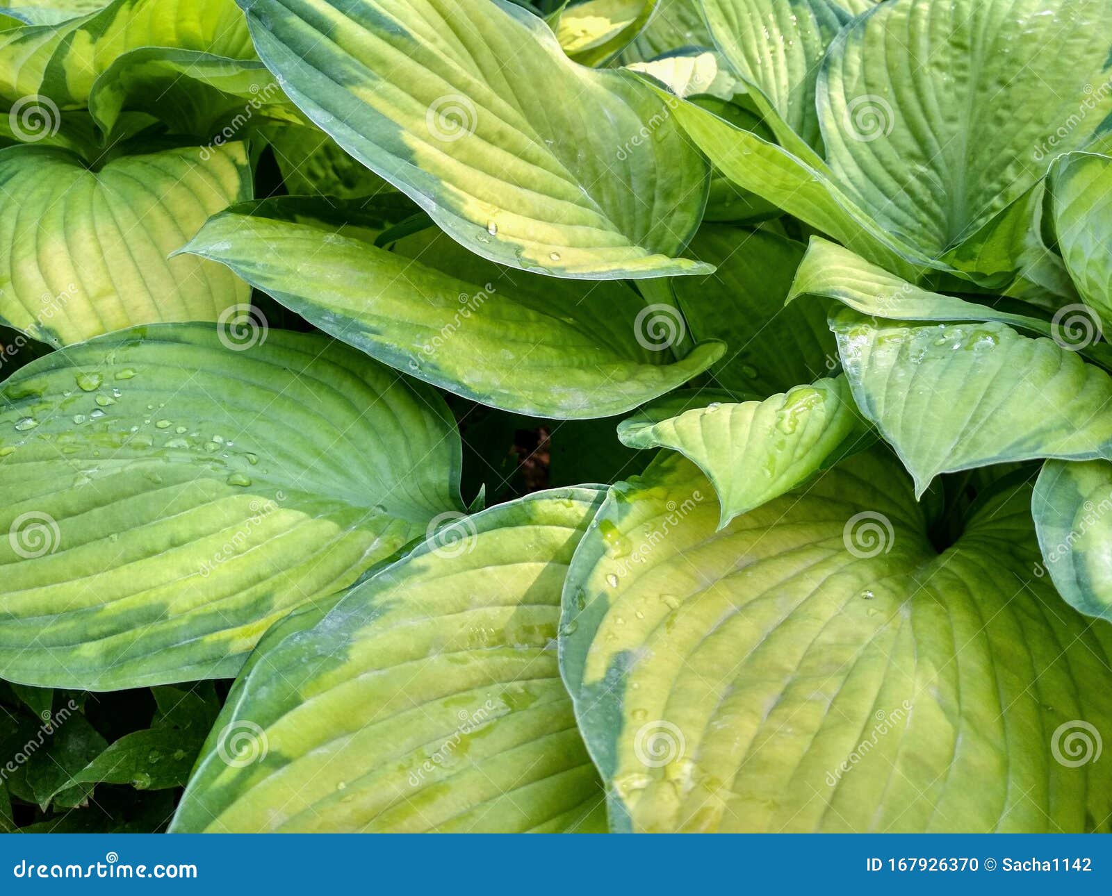 Beautiful Hosta Leaves Background with Drop of Dew in Morning on Leaf ...