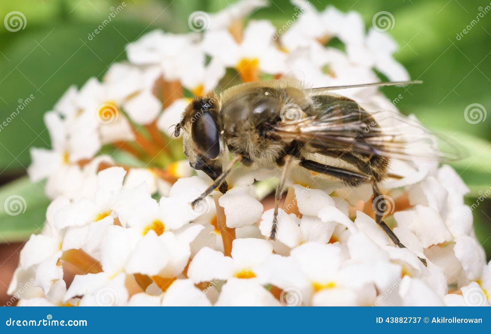 A Beautiful Hoverfly Feeding on a White Flower Stock Image - Image of insect, feeding: 43882737