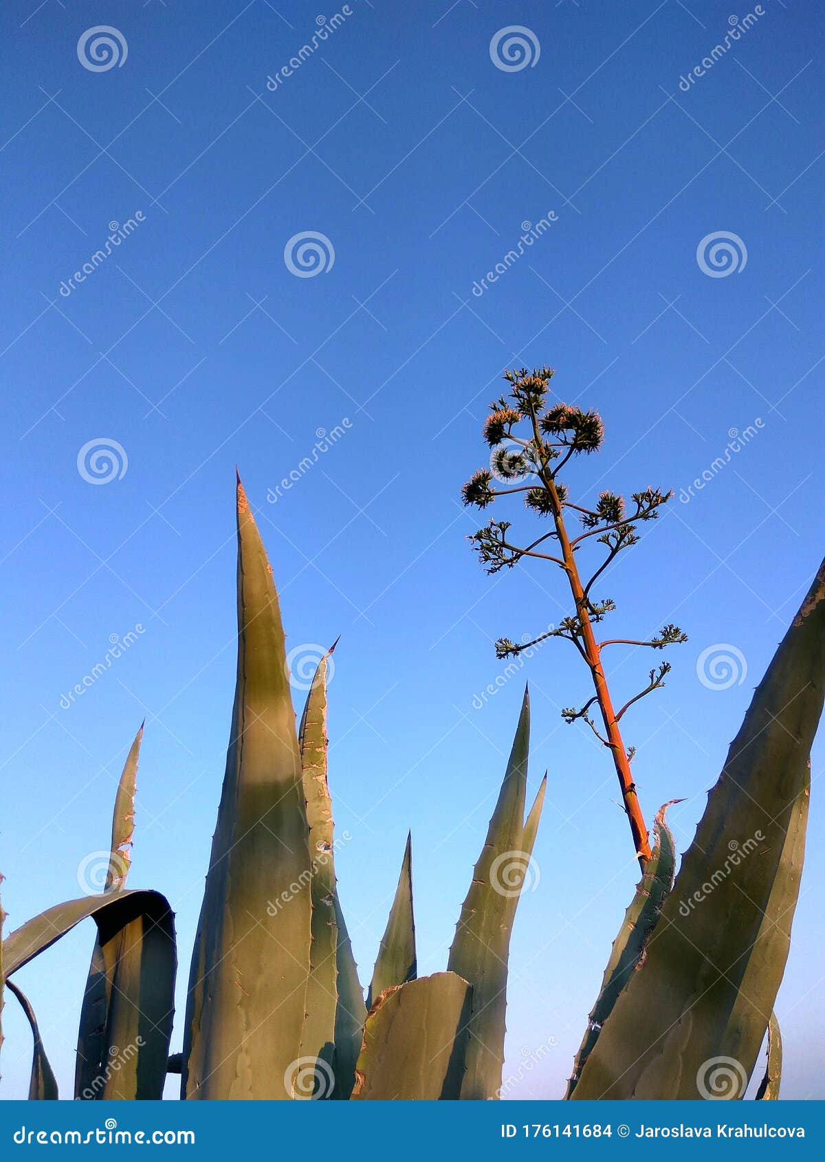 Beautiful Huge Agave with Sky Background Stock Photo - Image of agave ...
