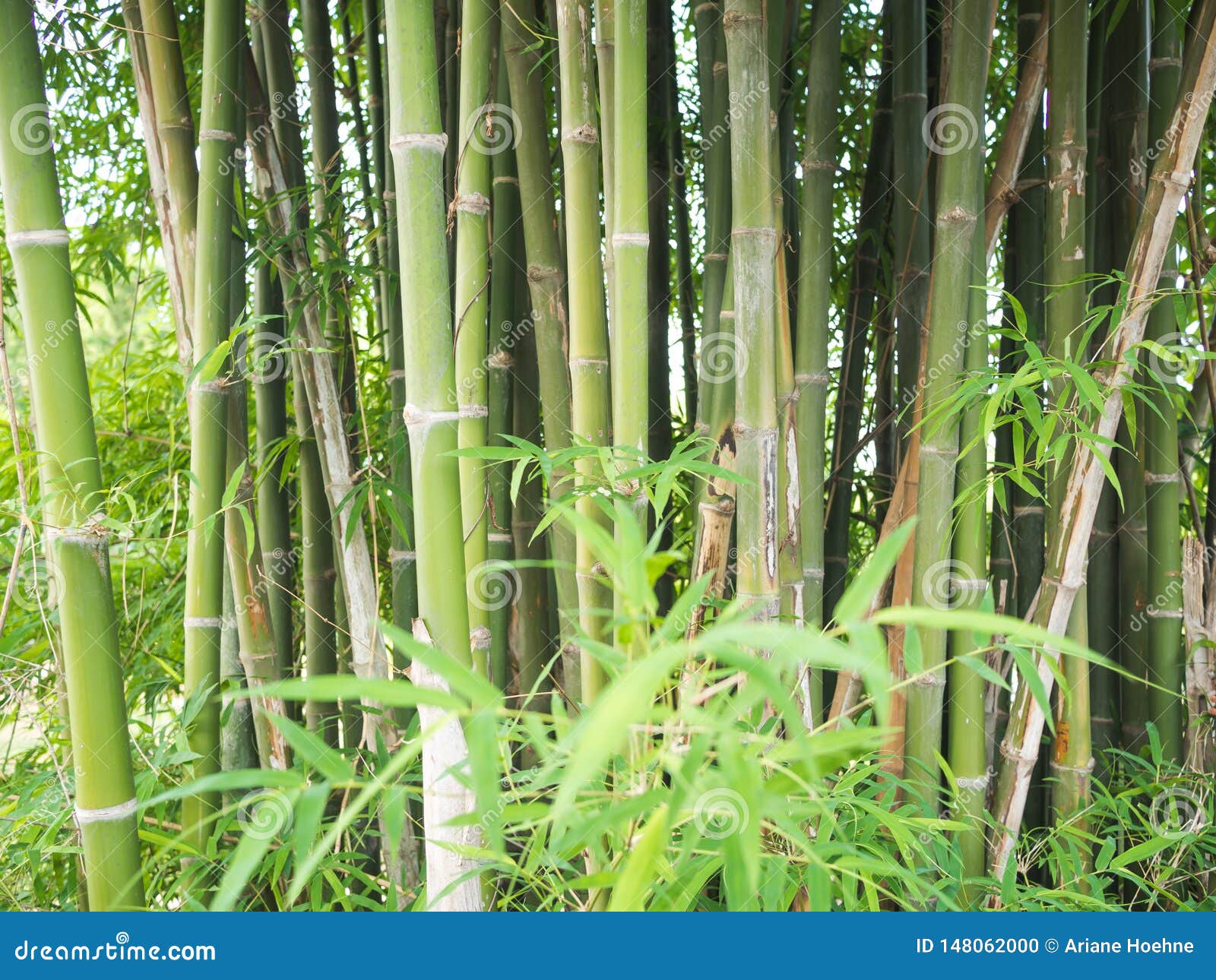 Beautiful Huge Bamboo Trunks Stock Photo - Image of bamboo, leaf: 148062000
