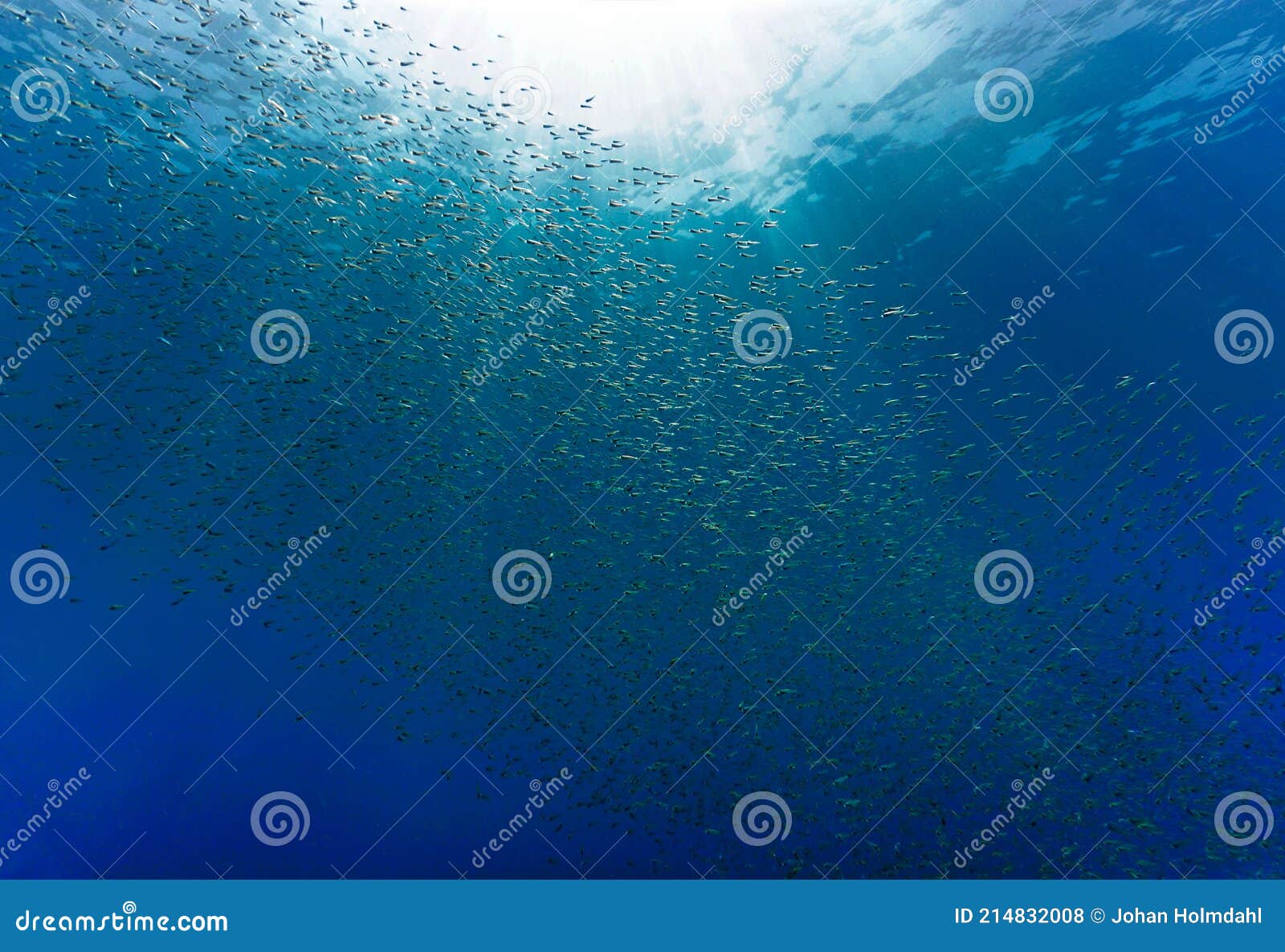 Beautiful and Huge School of Snapper Fish Stock Photo - Image of huge ...
