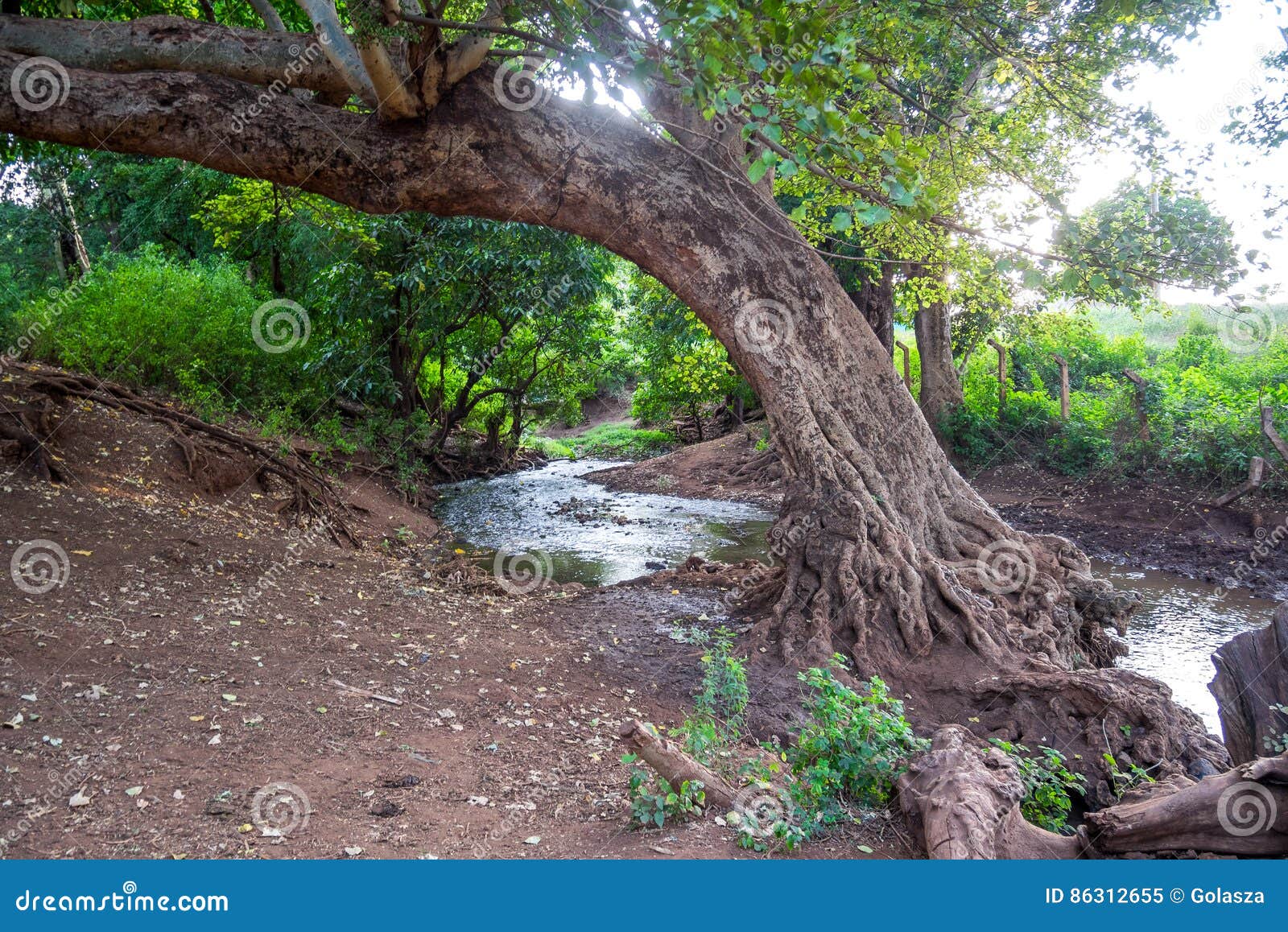 Beautiful, Huge Tree by the River Stock Image - Image of natural ...