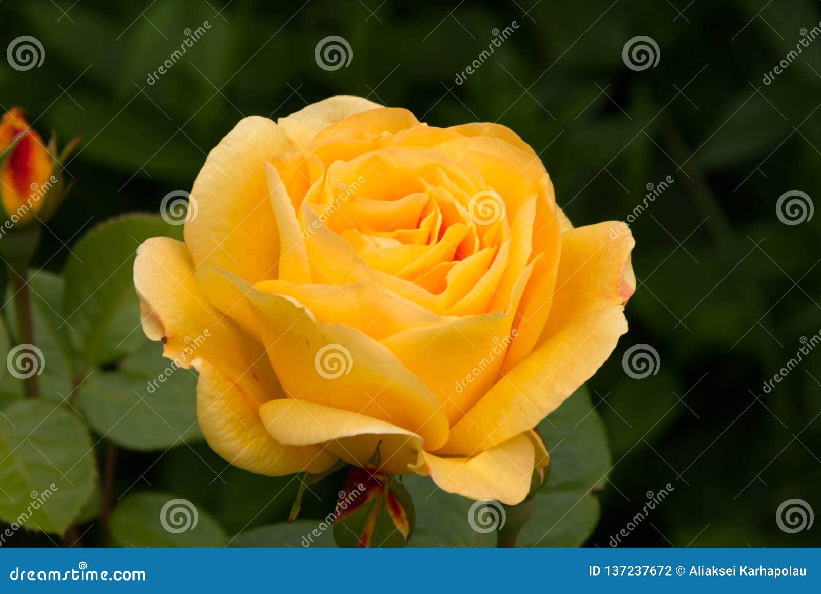 Beautiful Huge Yellow Rose in the Summer Garden Stock Photo - Image of ...