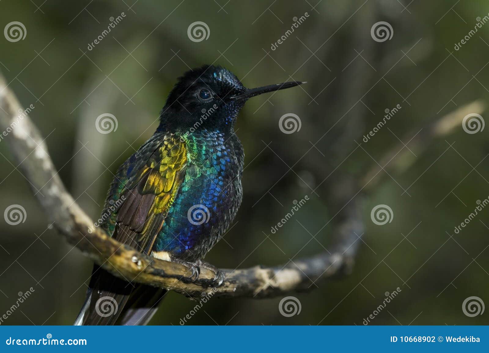 Beautiful Humming Bird stock photo. Image of humming - 10668902