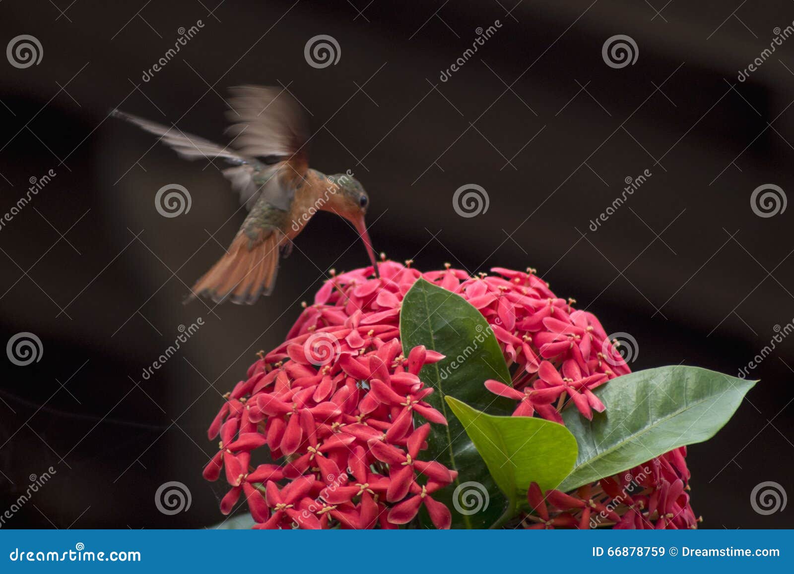 Nexpa Michoacan Mexico Stock Photos - Free & Royalty-Free Stock Photos ...