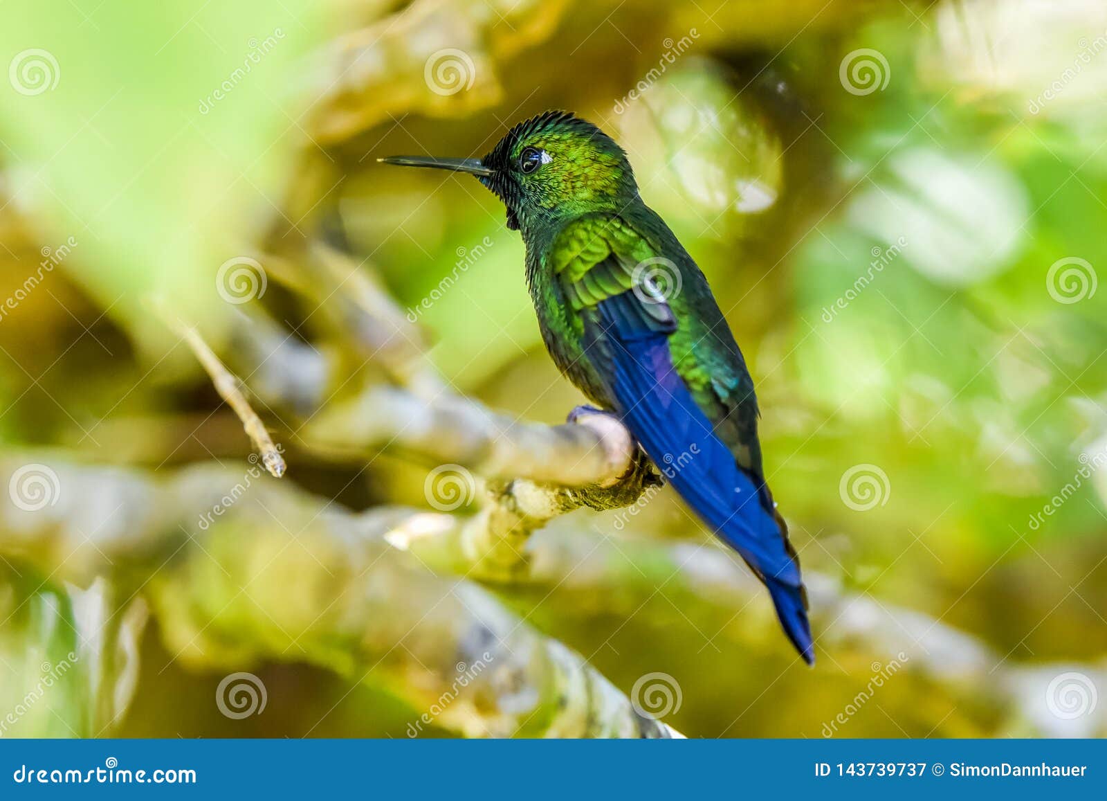 Beautiful Hummingbird with Amazing Colors Stock Image - Image of food ...