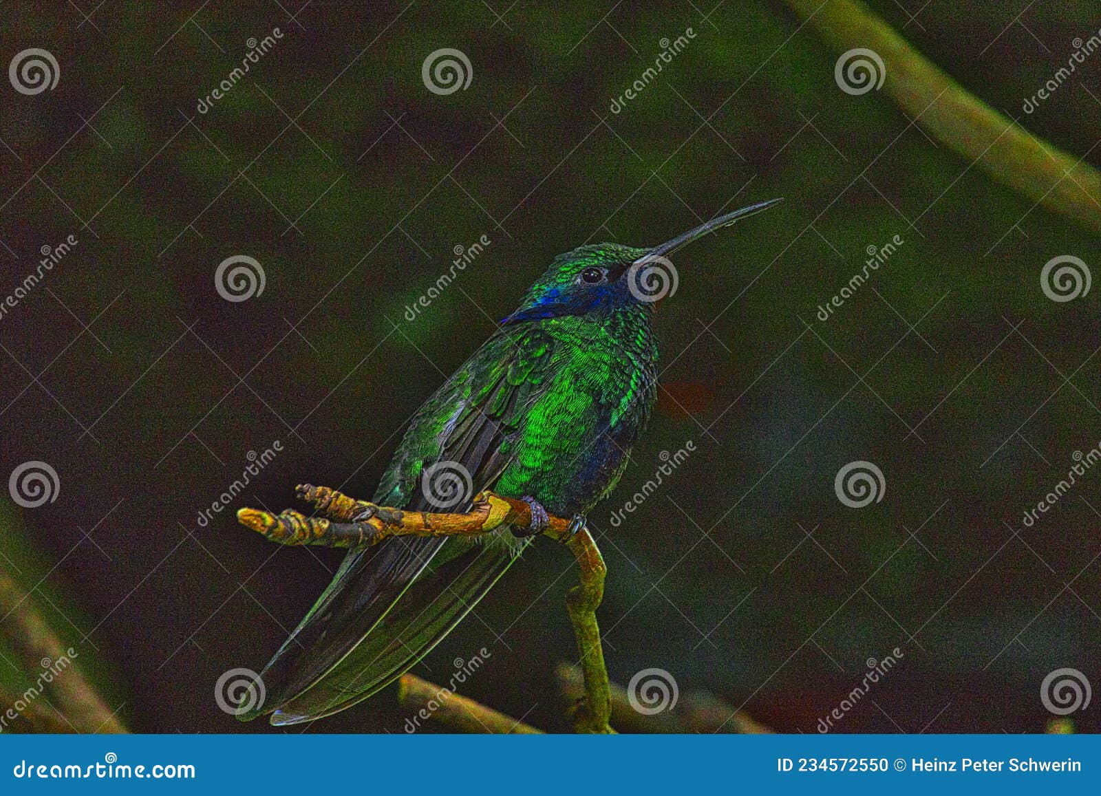 Beautiful Hummingbird in Different Colors Stock Photo - Image of brown ...