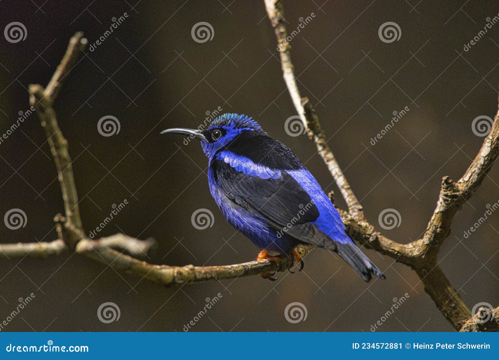 Beautiful Hummingbird in Different Colors Stock Image - Image of parrot ...