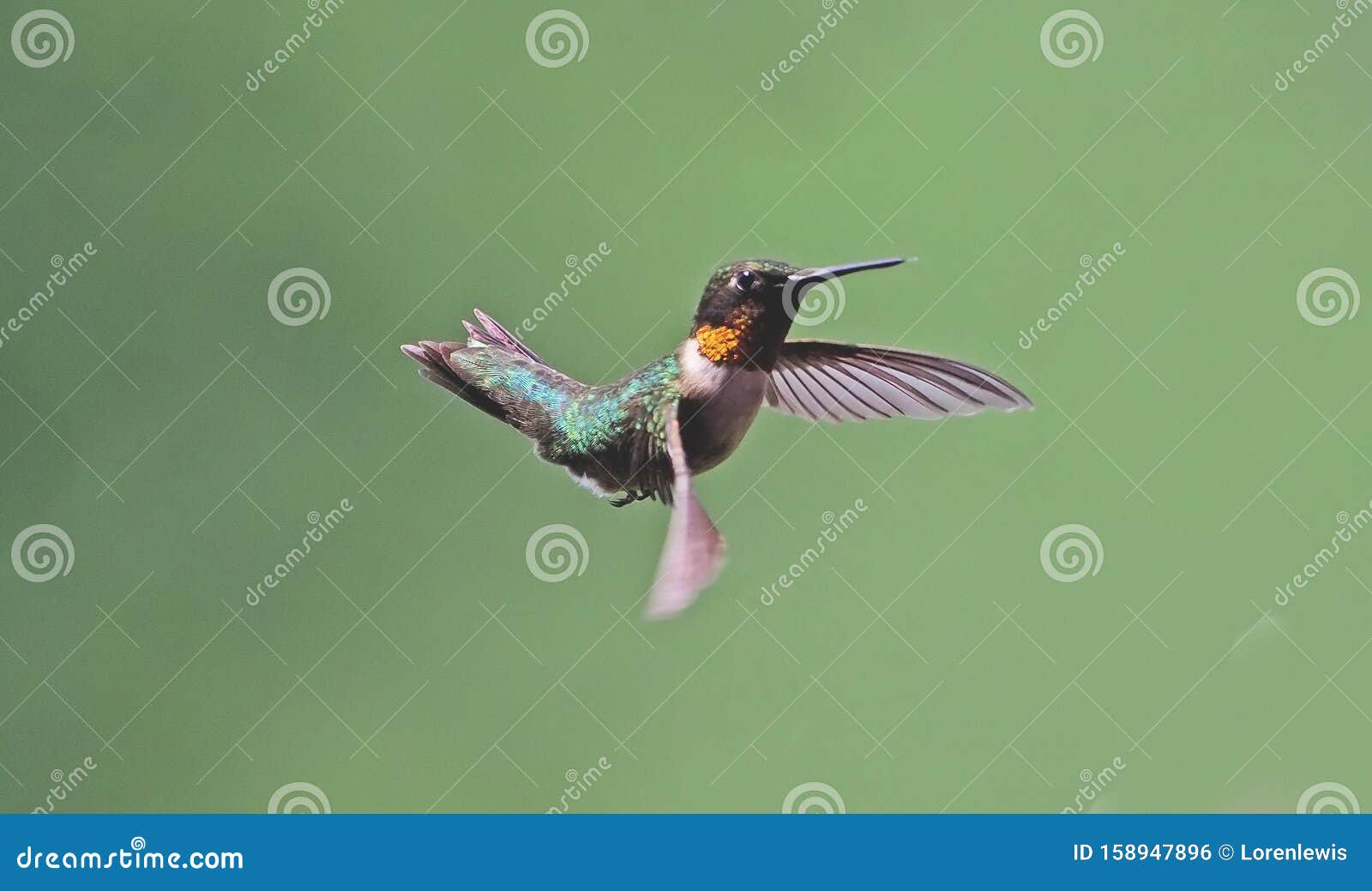 Bird in Flight Facing the Viewer Stock Photo - Image of feathered ...