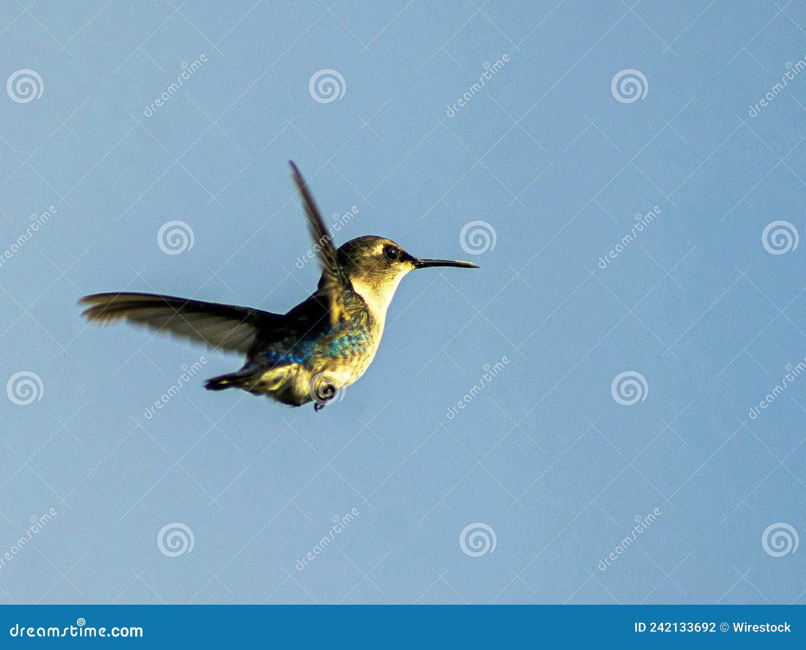 Beautiful Hummingbird Flying in the Sky Stock Photo - Image of colorful ...