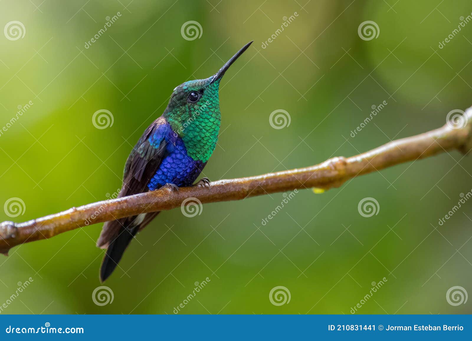 Beautiful Hummingbird Looking Up for Insects Stock Image - Image of ...