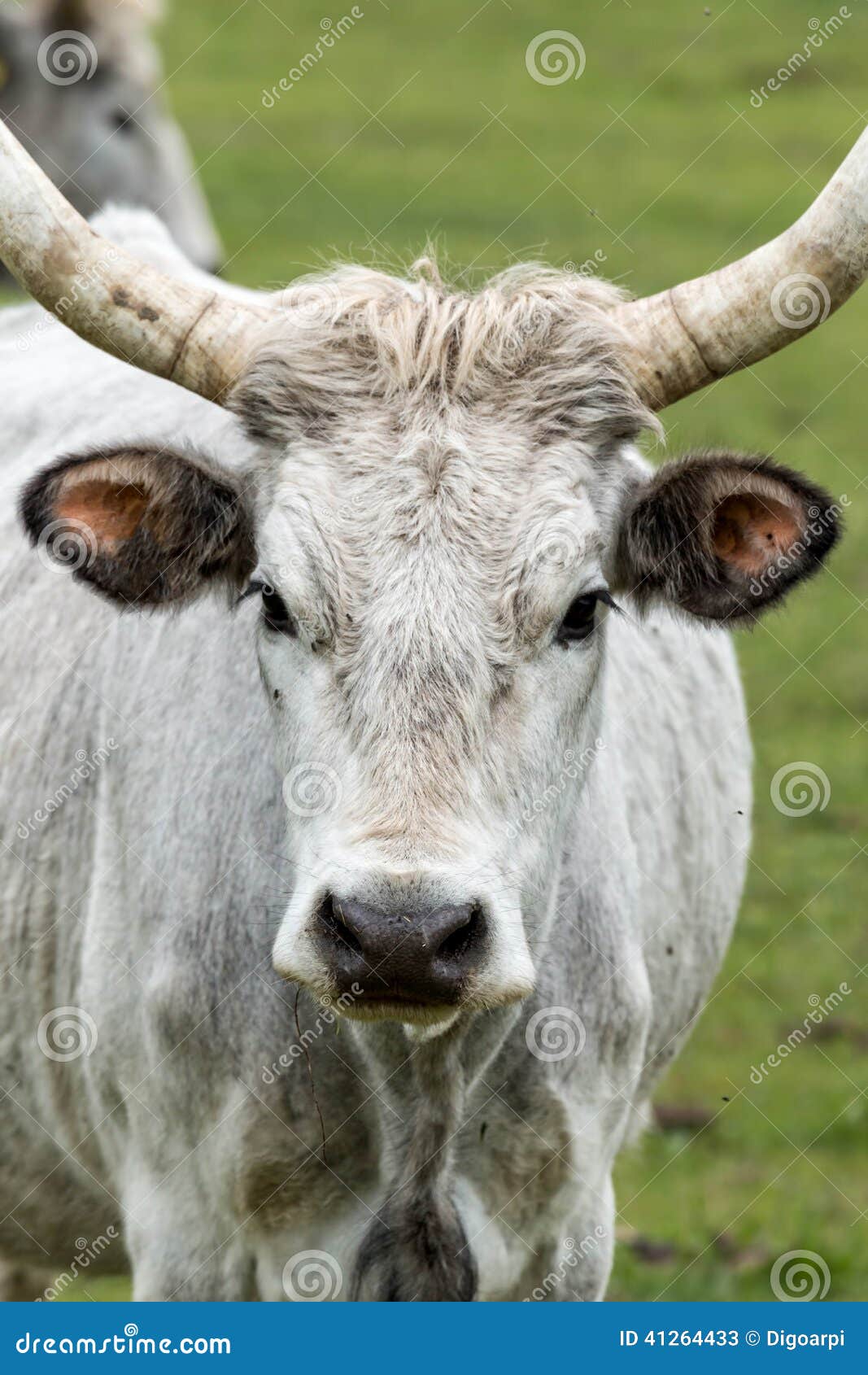 Beautiful Hungarian Grey Bull Stock Image - Image of mammal, grey: 41264433