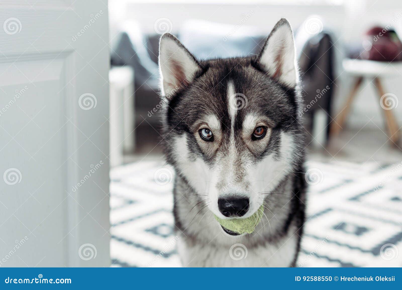 Beautiful Husky Dog Looking at the Camera Stock Photo - Image of eyes ...
