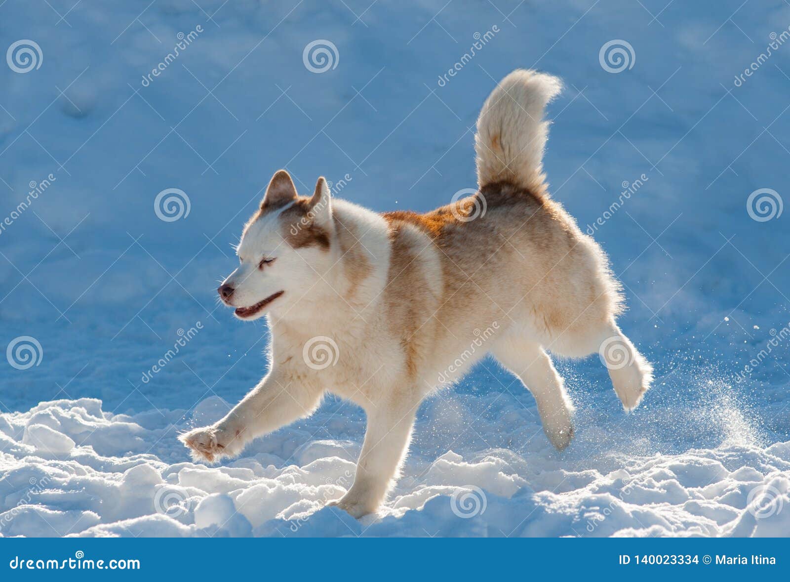 Beautiful Husky Dog Running Stock Photo - Image of aviary, furry: 140023334