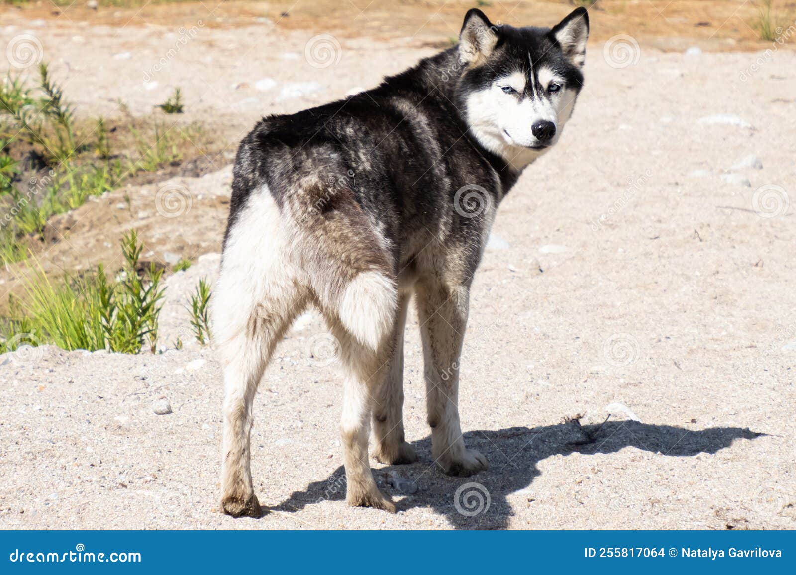 Beautiful Husky in Summer on the Sand Stock Photo - Image of nature ...