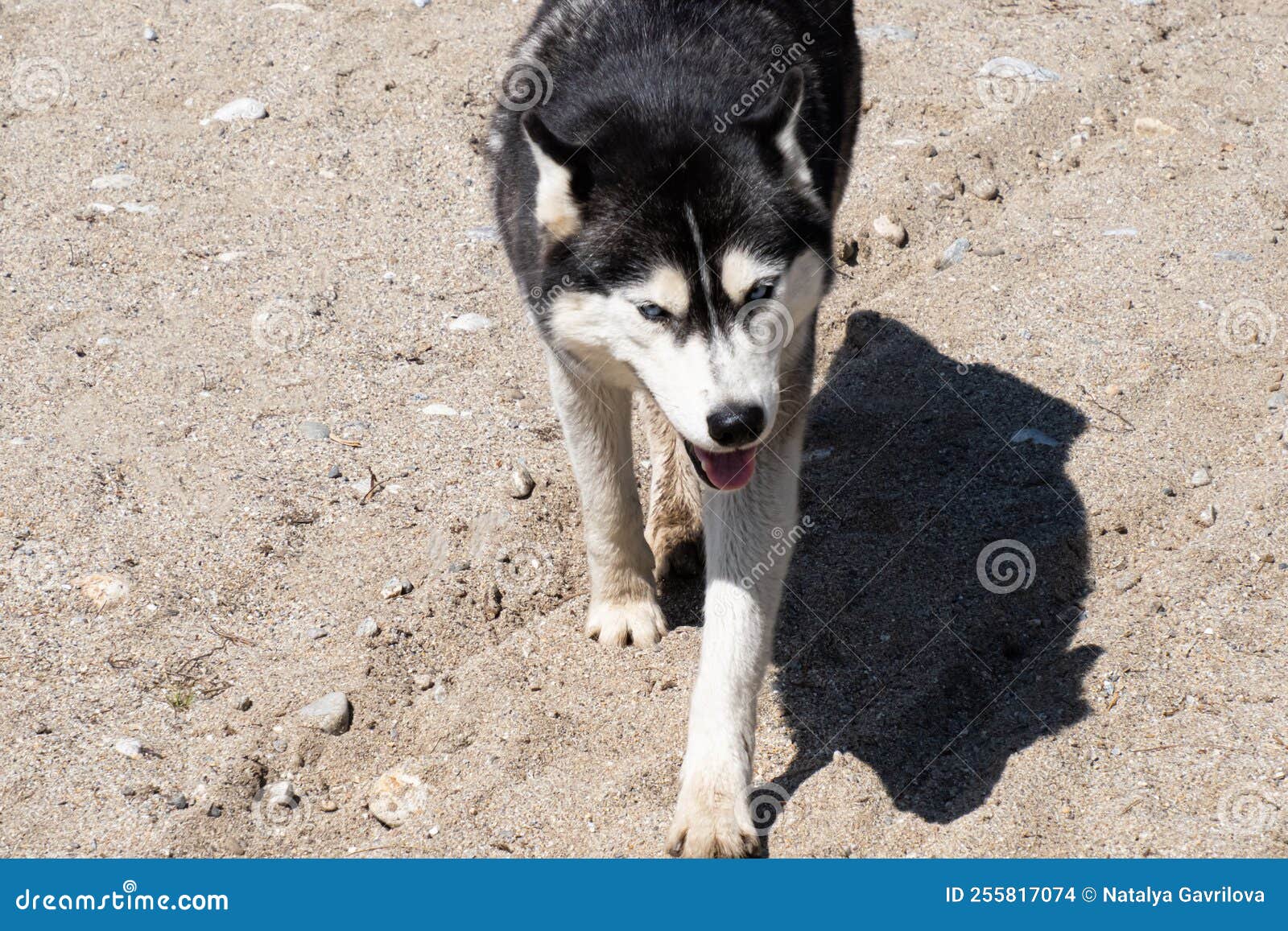 Beautiful Husky in Summer on the Sand Stock Photo - Image of loyal ...