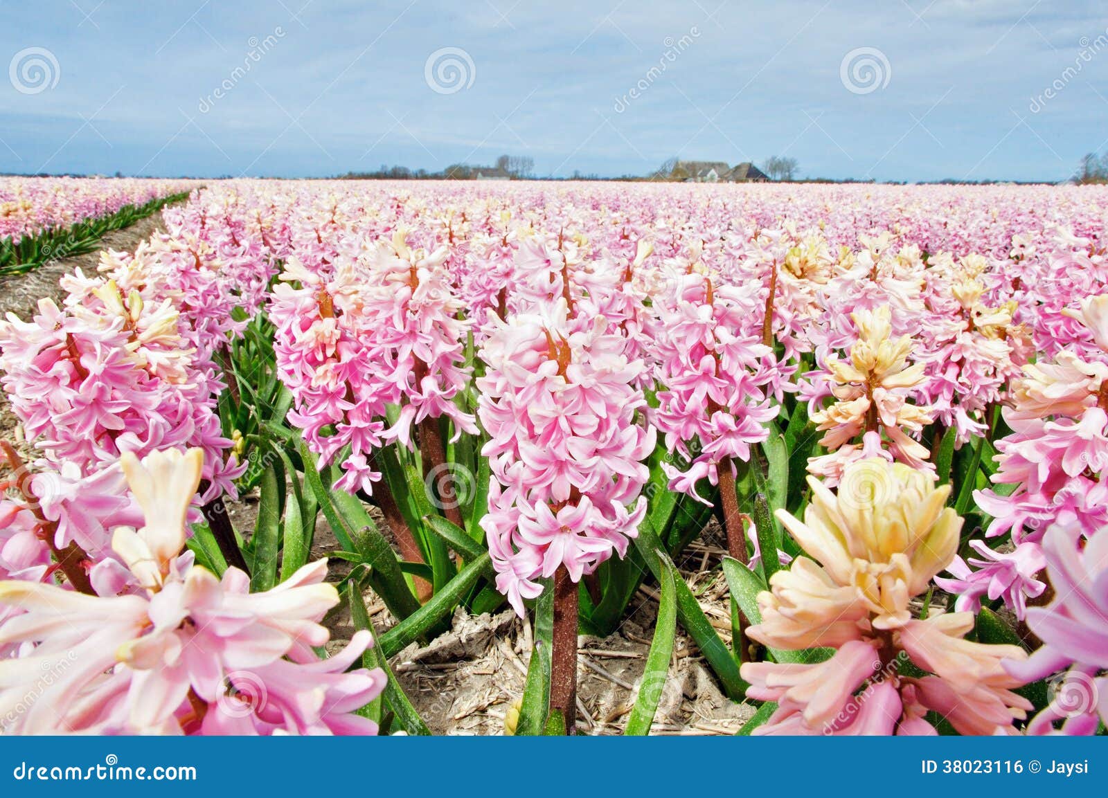 Beautiful hyacinth field stock photo. Image of outdoors - 38023116