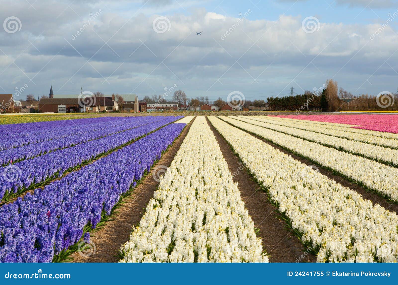 Beautiful Hyacinth Fields in Holland Stock Image - Image of hyacinth ...