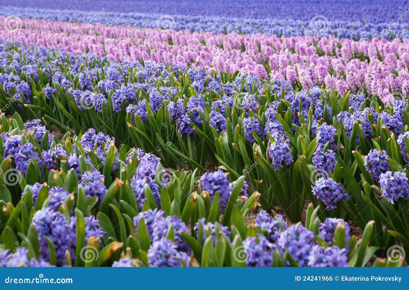 Beautiful Hyacinth Fields in Holland Stock Photo - Image of bulb ...