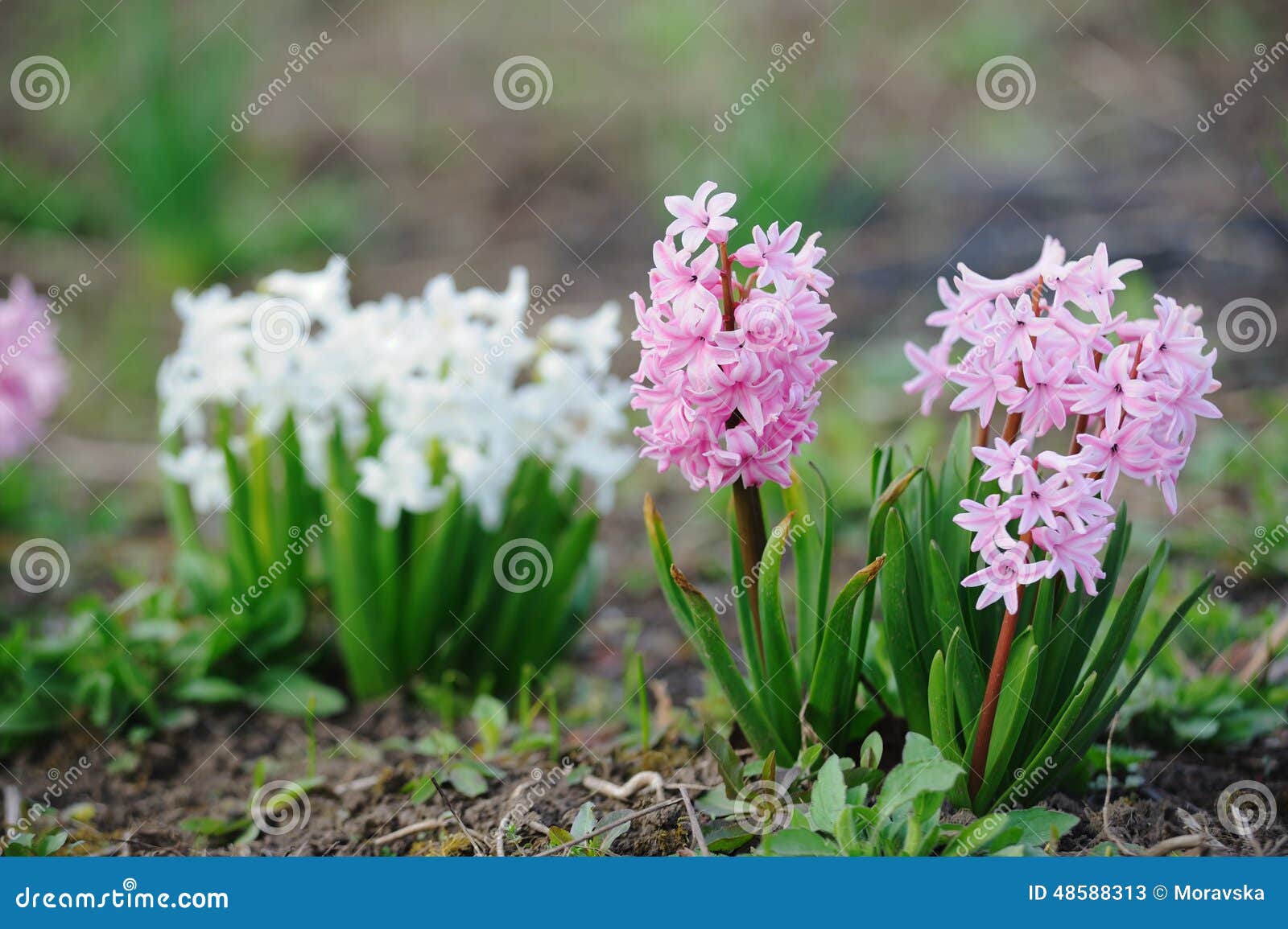 Beautiful Hyacinth in Spring Stock Image - Image of blossom, flora ...