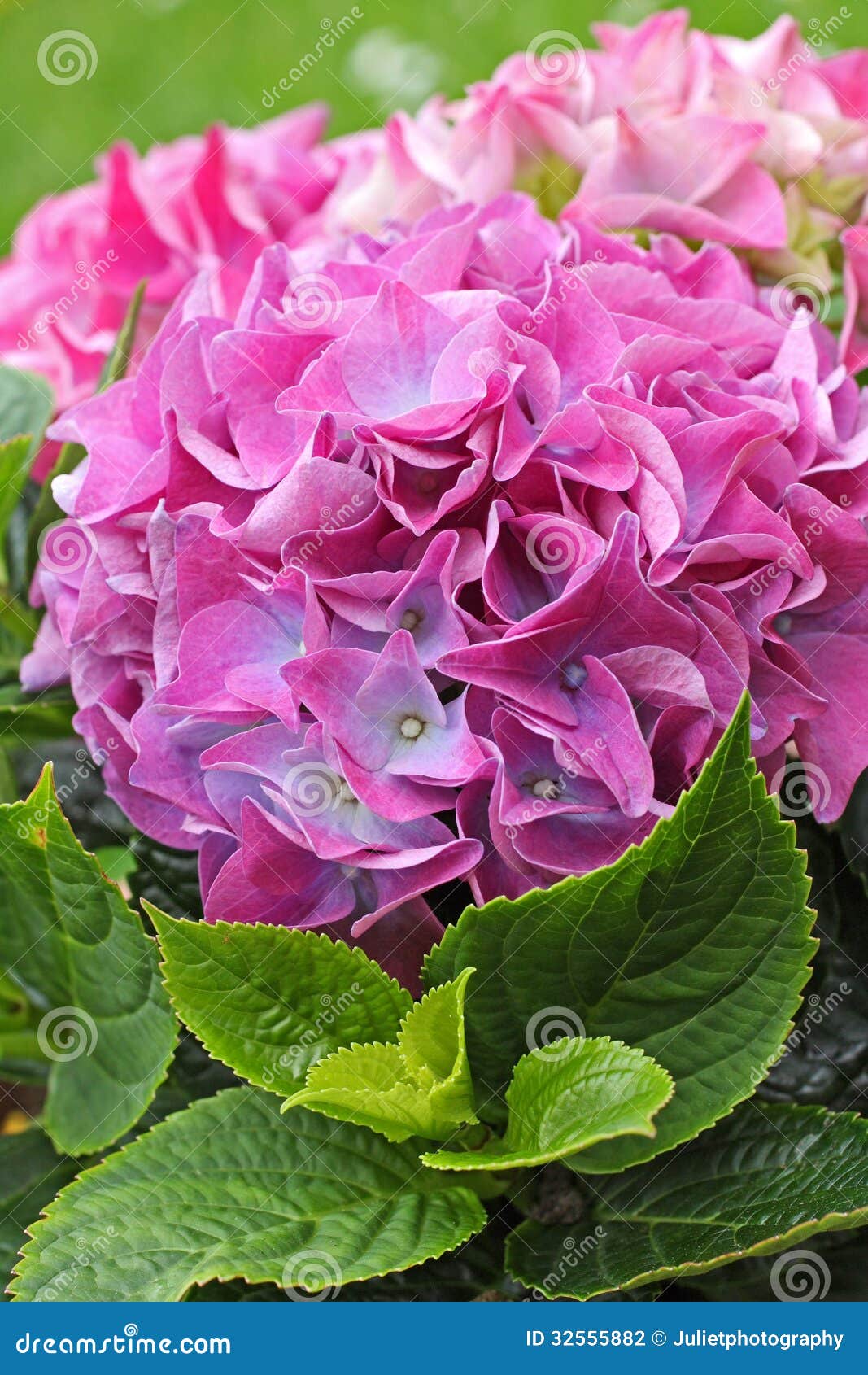 Beautiful Hydranea Flowers Close Up Stock Photo - Image of green, flora ...
