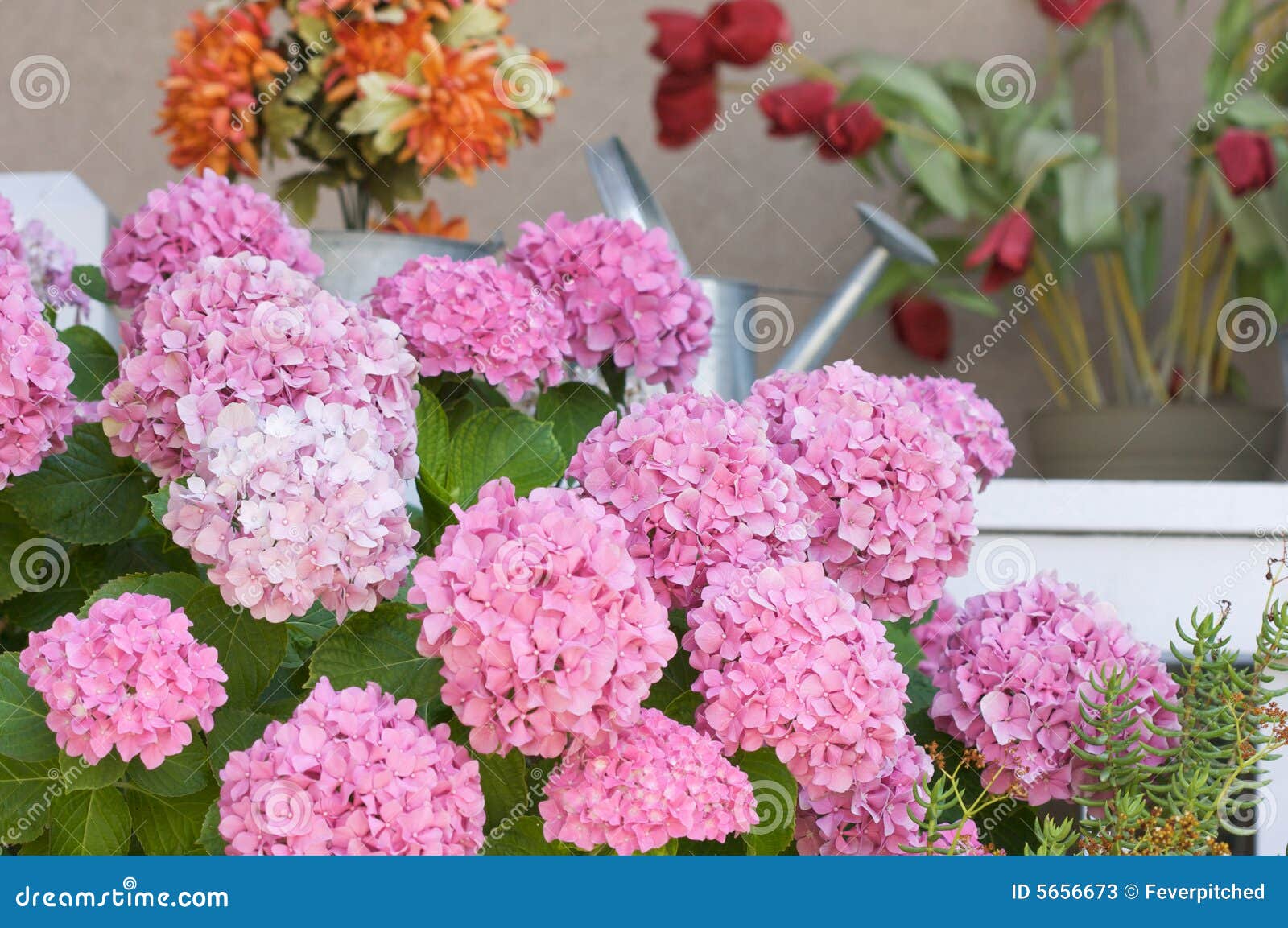Beautiful Hydrangea Blossoms Picture. Image: 5656673